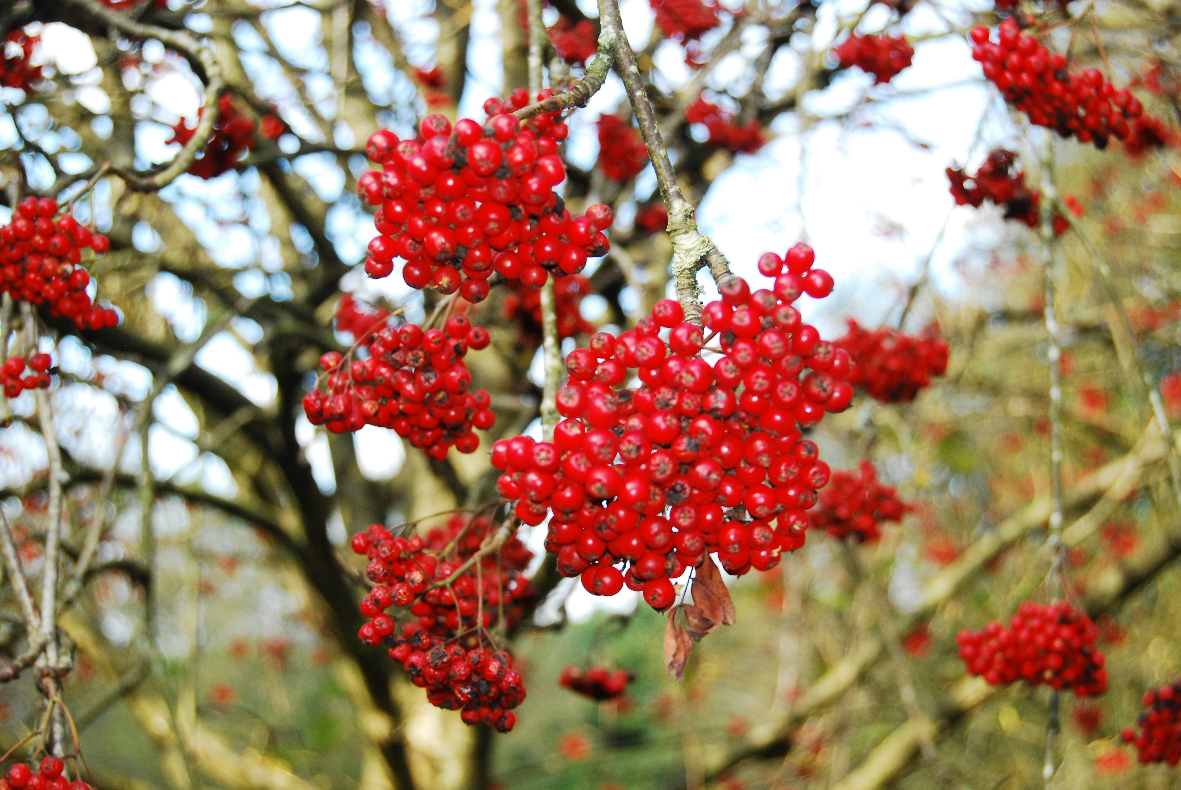 Crimson Berries Framed by Winter Branches