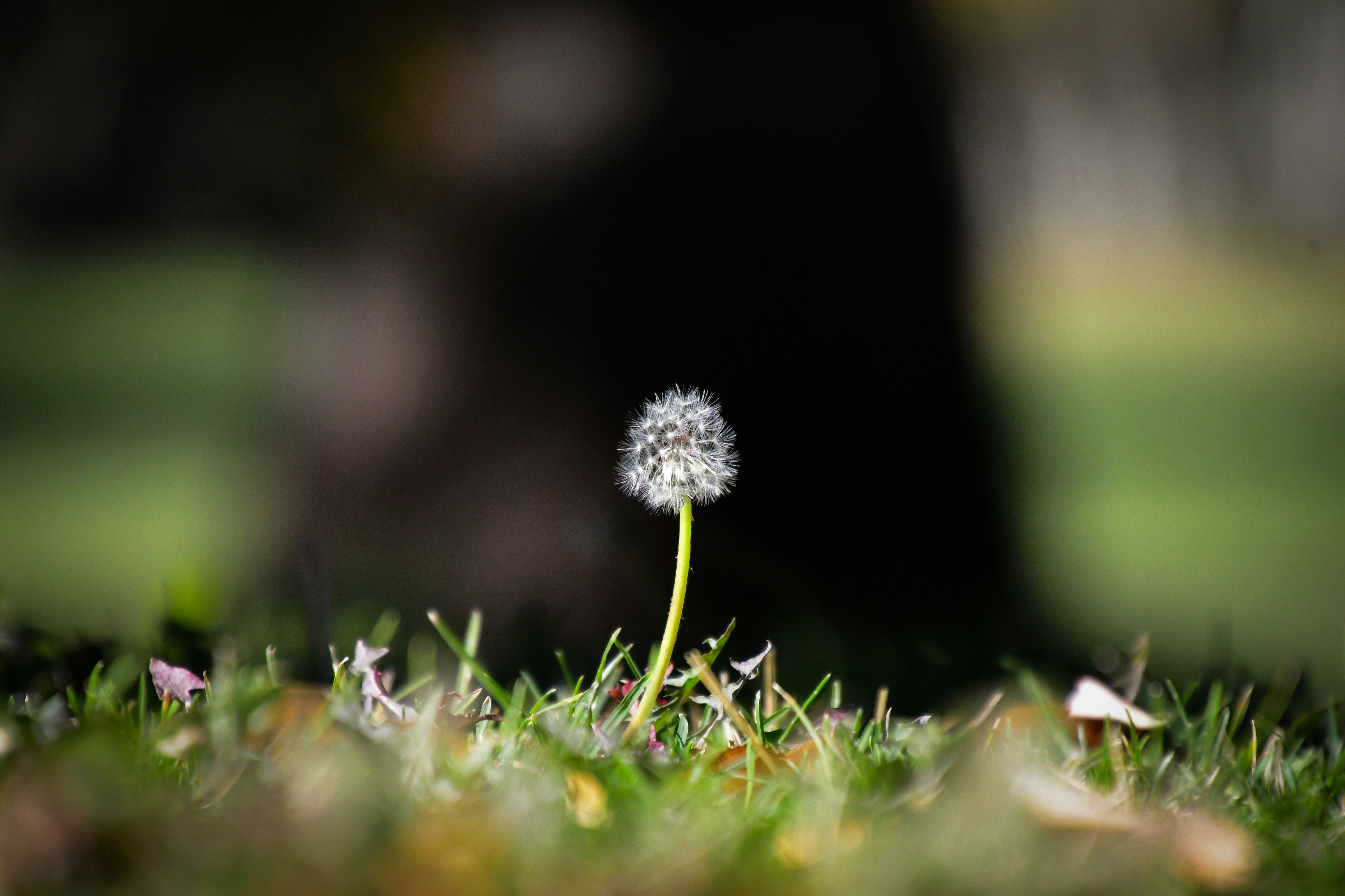 Single Dandelion in Quiet Grass Under Park Shade