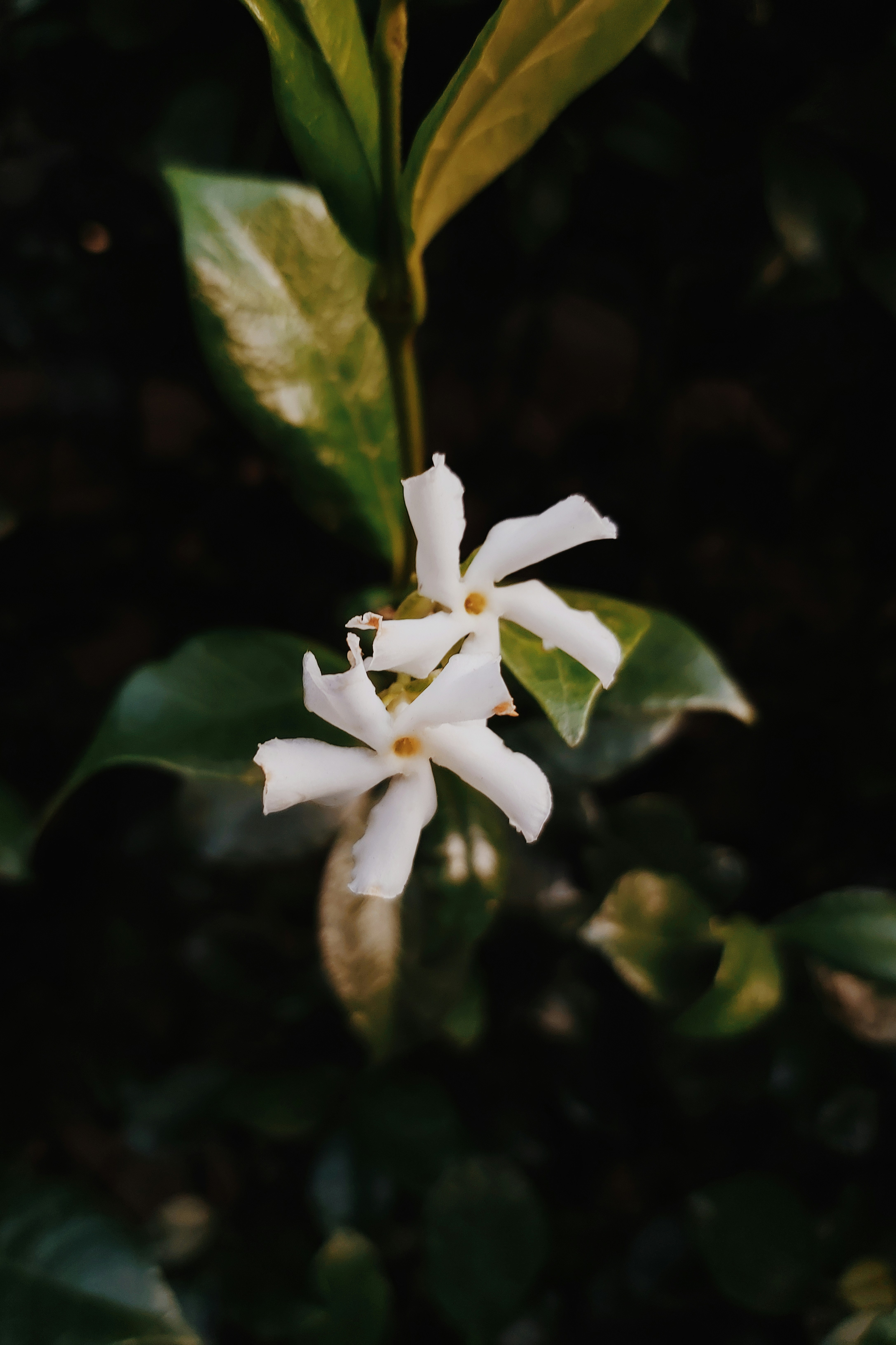Close-up photograph of a white, star-shaped flower cluster against dark green leaves, with shallow depth of field accenting the bloom.