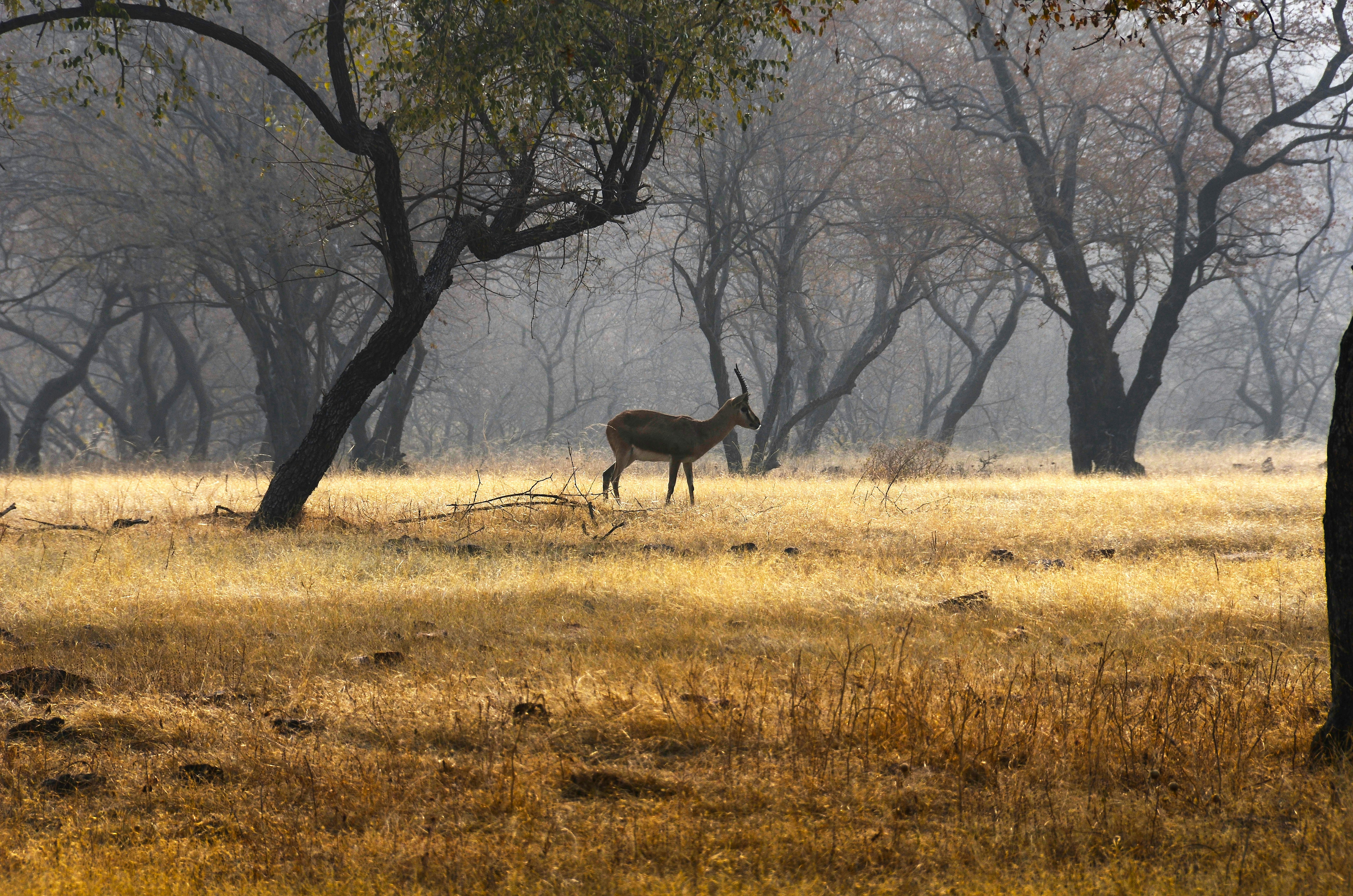 Dawn's Quiet Walk: A Lone Deer Beneath Arched Oaks