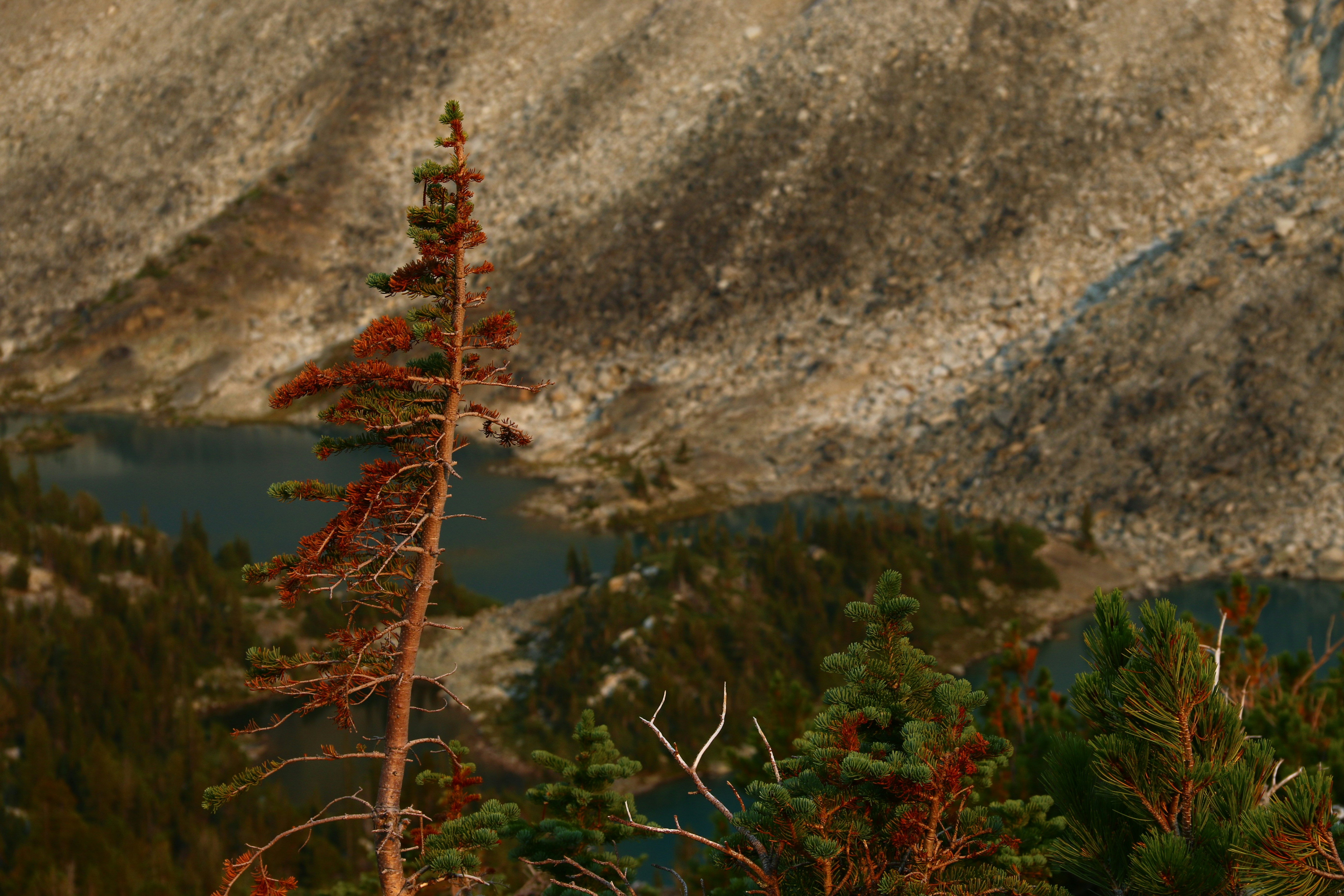 Solitary Pine Overlooking Mountain Basin