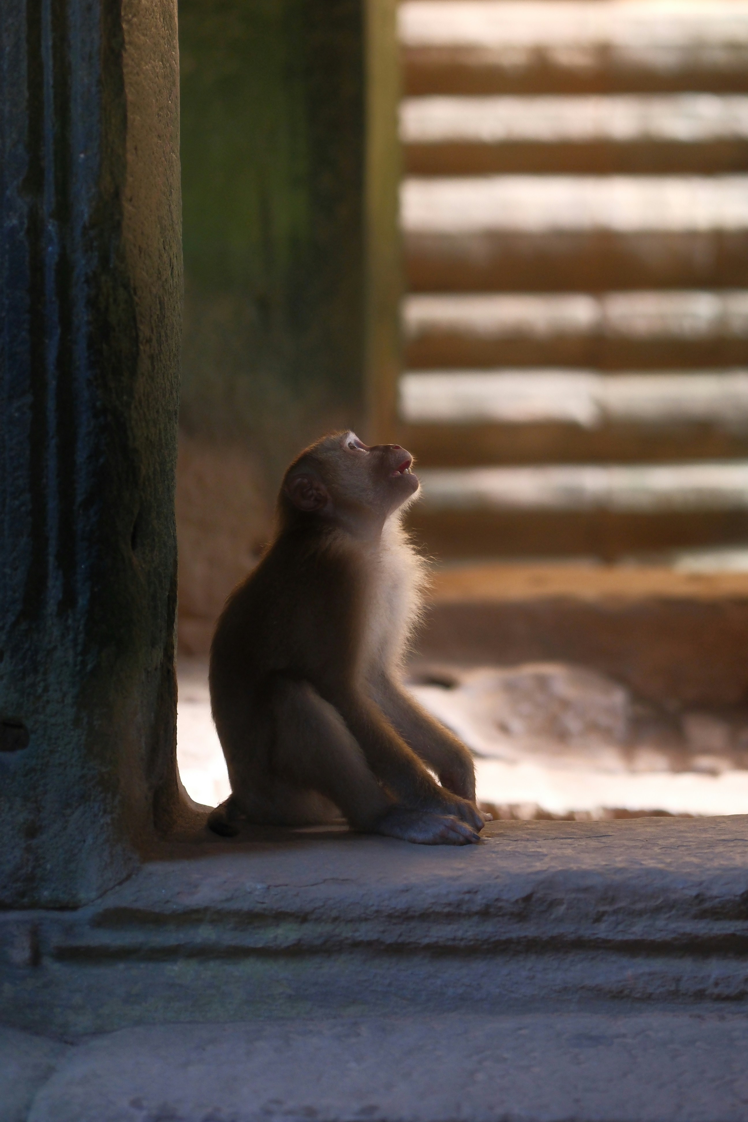 Gatekeeper at Dawn: Monkey Resting in a Sunlit Stone Corridor