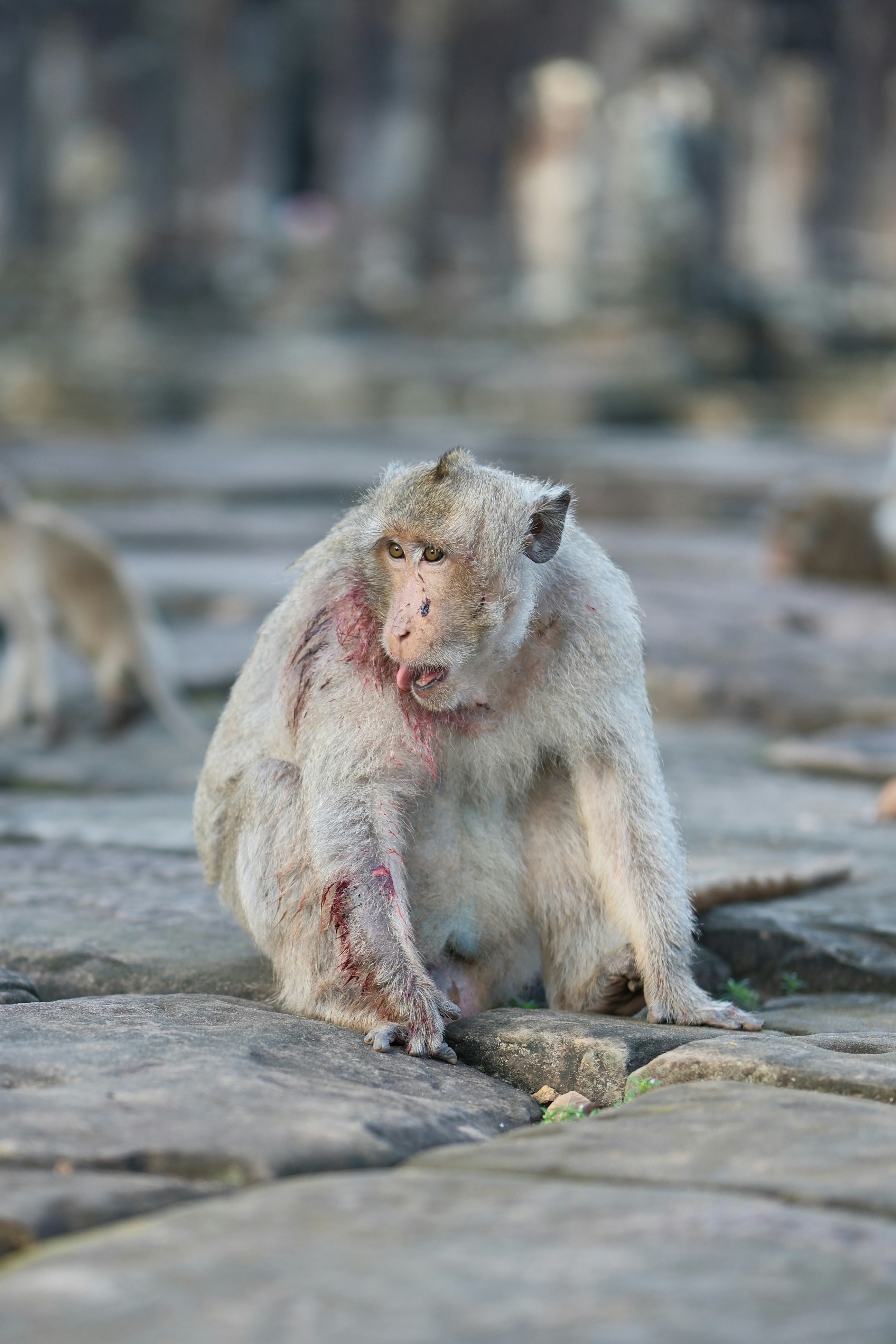 Wounded Wanderer on Temple Steps