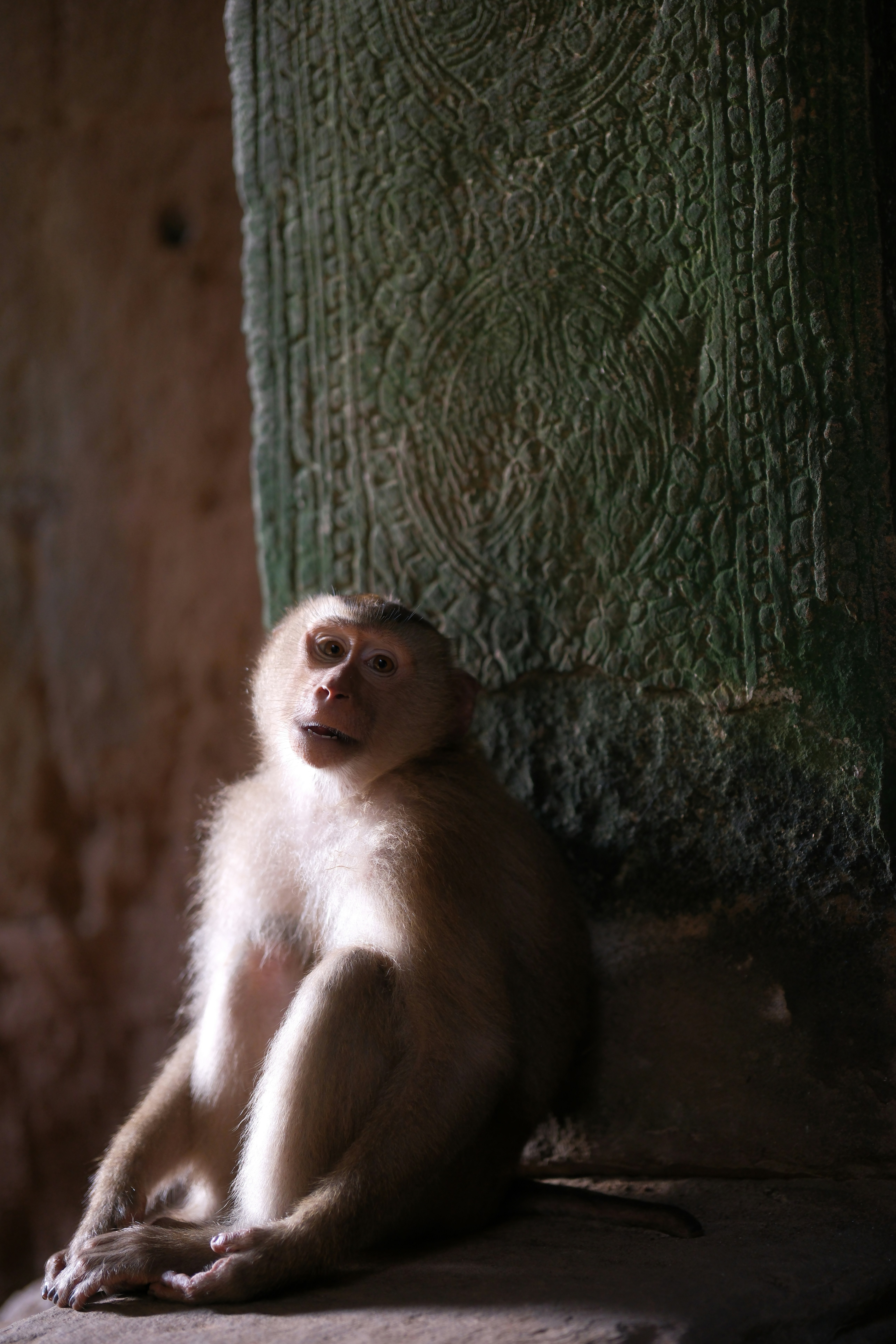 Gaze in the Glow: a macaque in a carved temple alcove