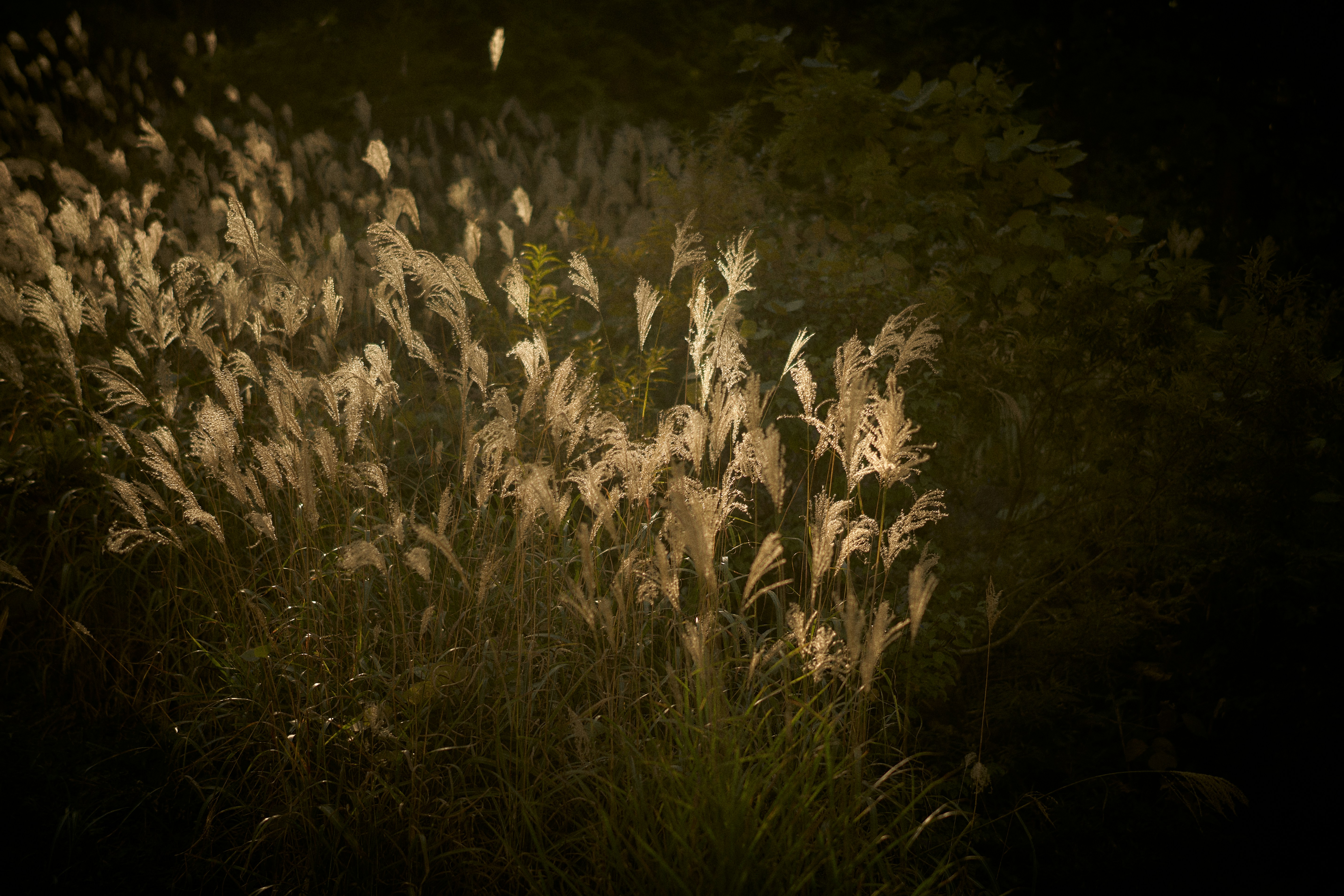 Photo by Buddy AN with Sony Alpha 7R V