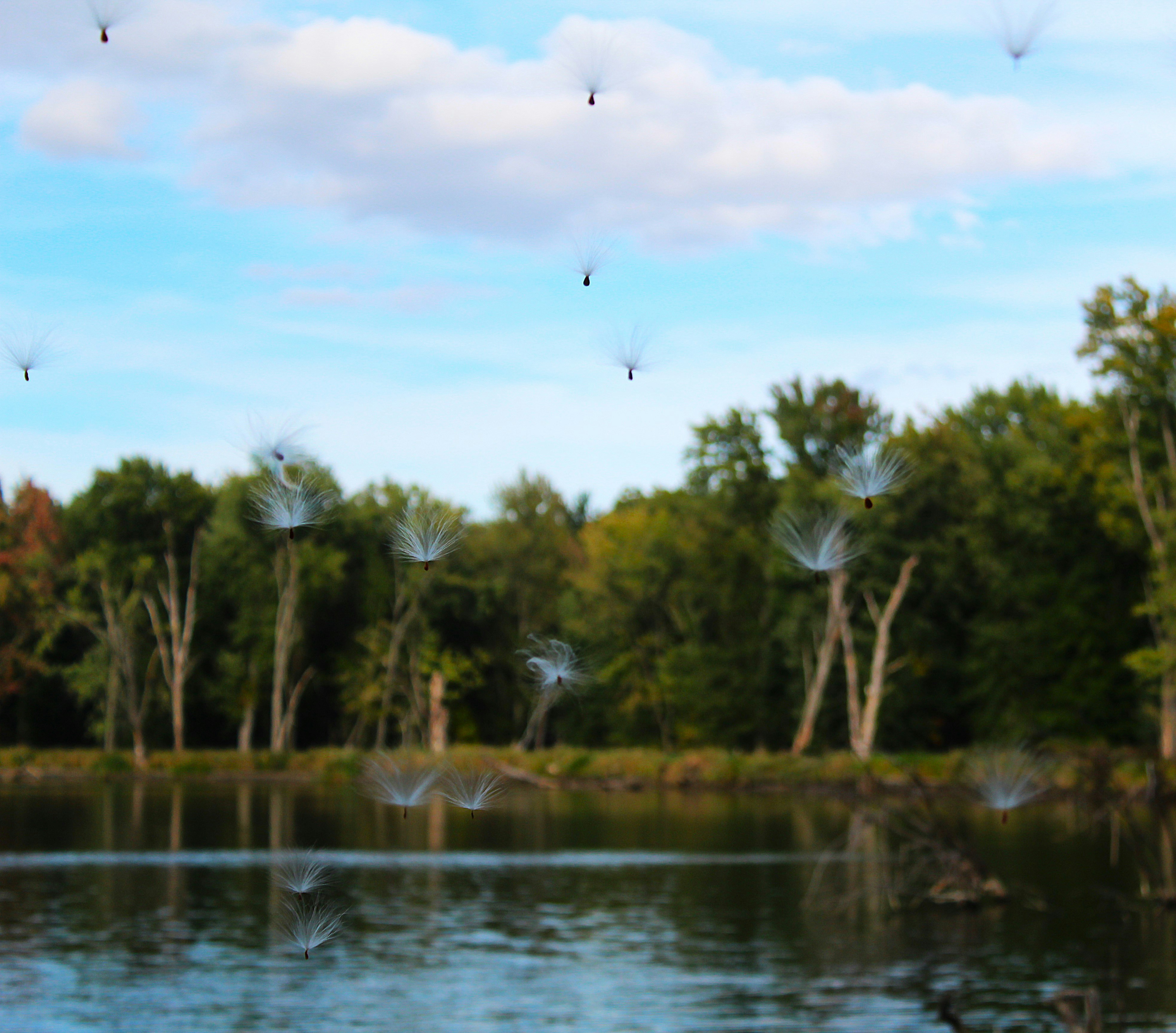 A group of birds flying over a body of water