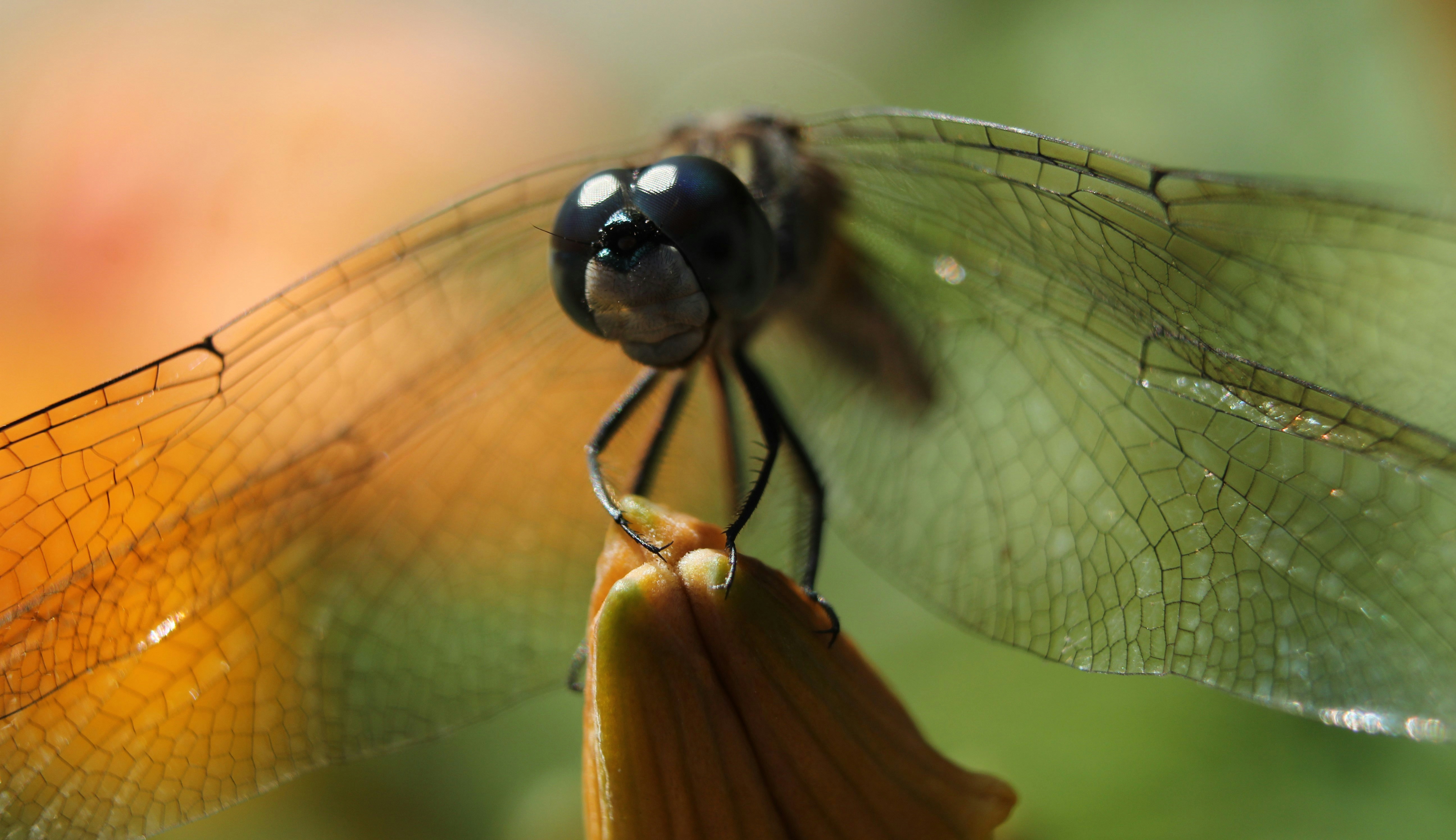 Amber Crown: Macro Portrait of a Dragonfly on a Petal