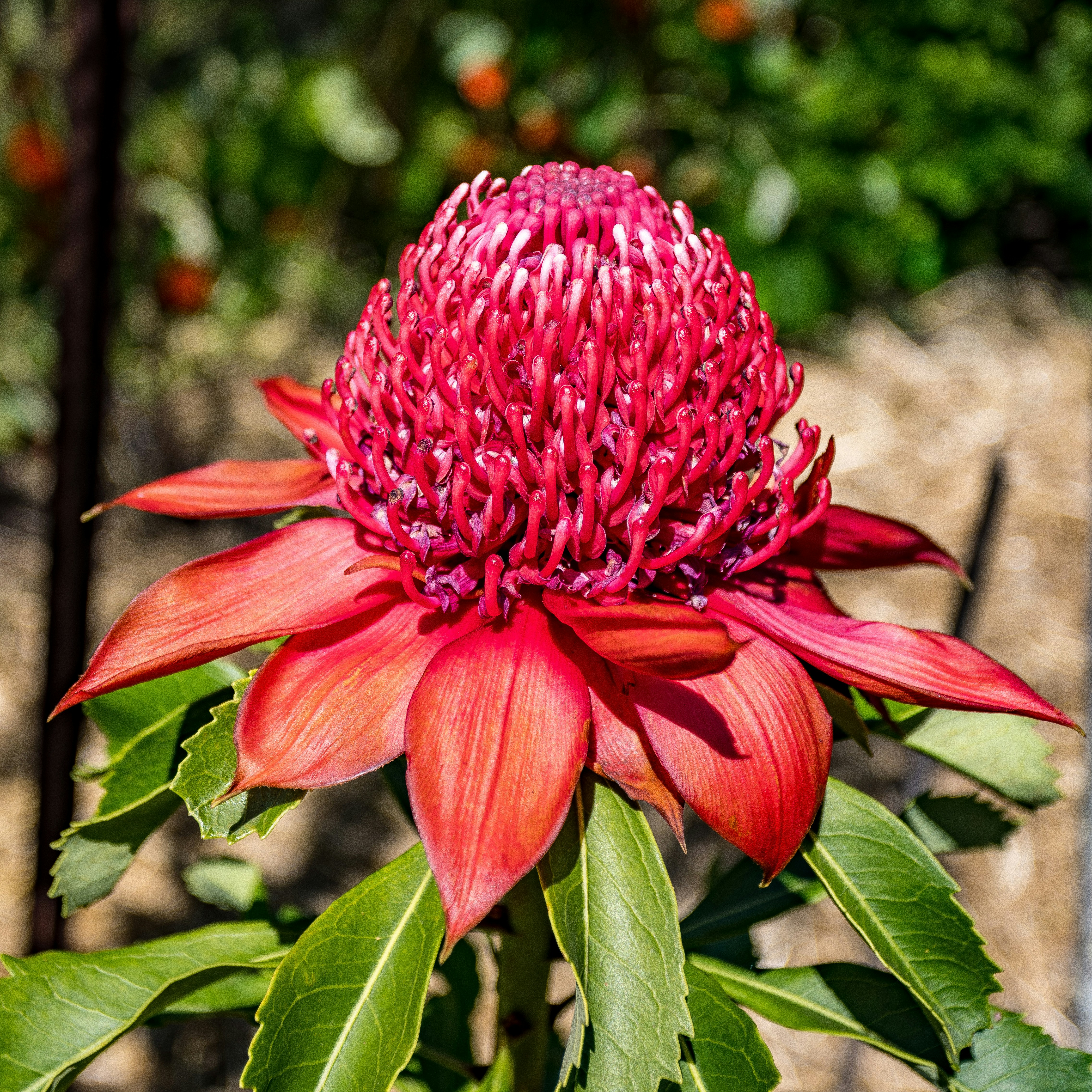 Nicole Mckenzie (@chickiedo) | Komunitas Foto Unsplash