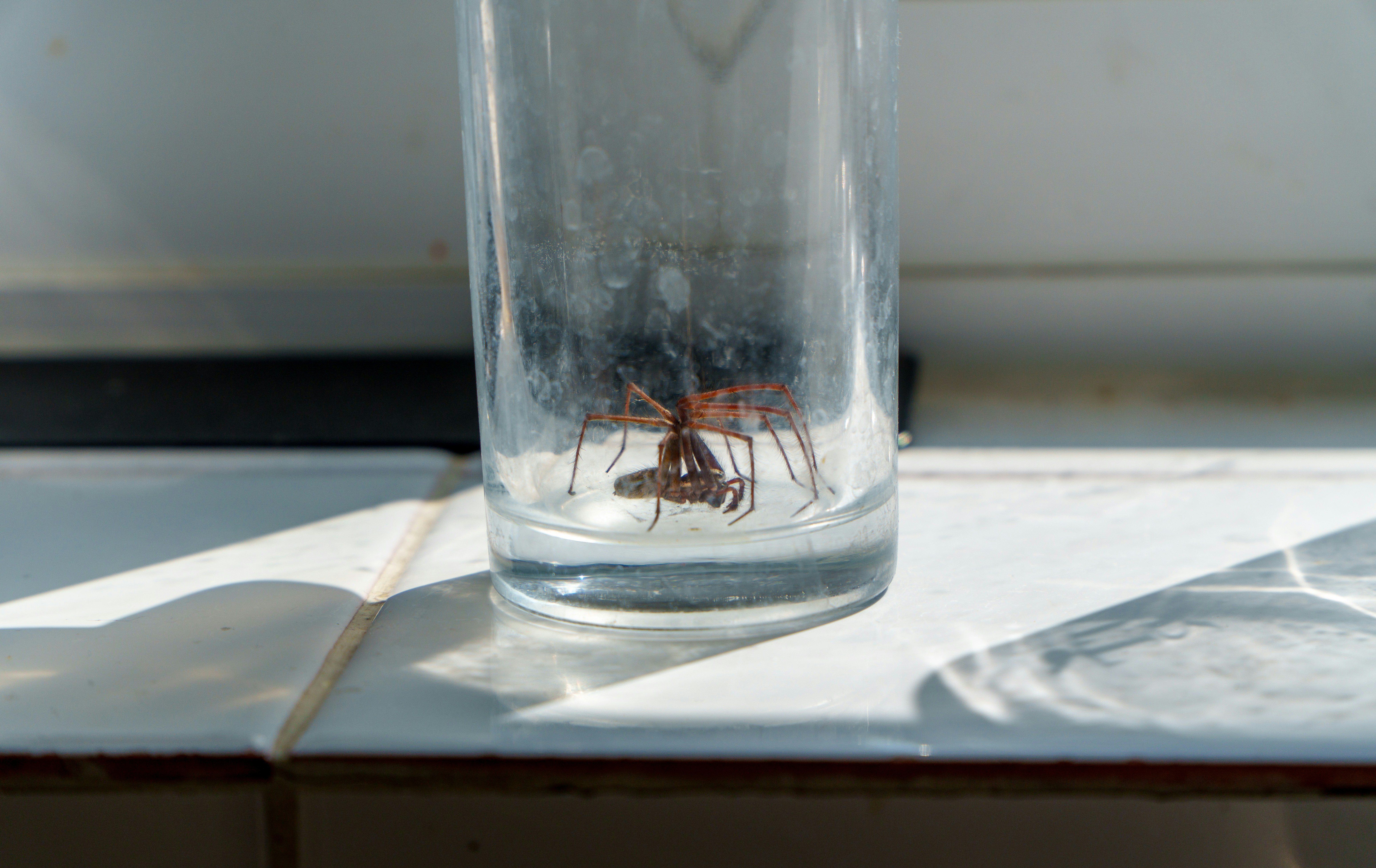 A bug in a glass of water on a table photo – Free Southampton Image on ...