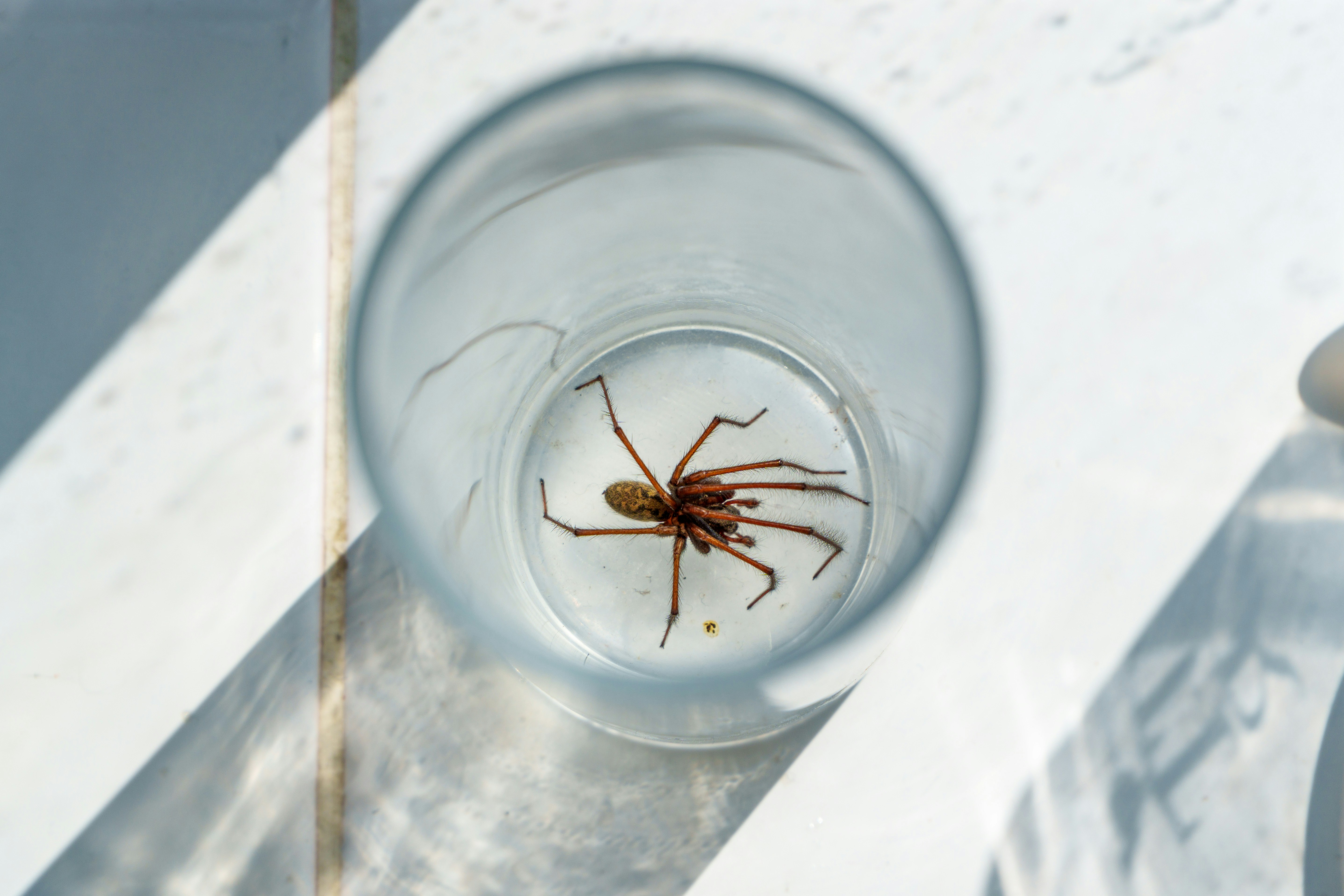 A top down photo of a massive house spider trapped in a glass.