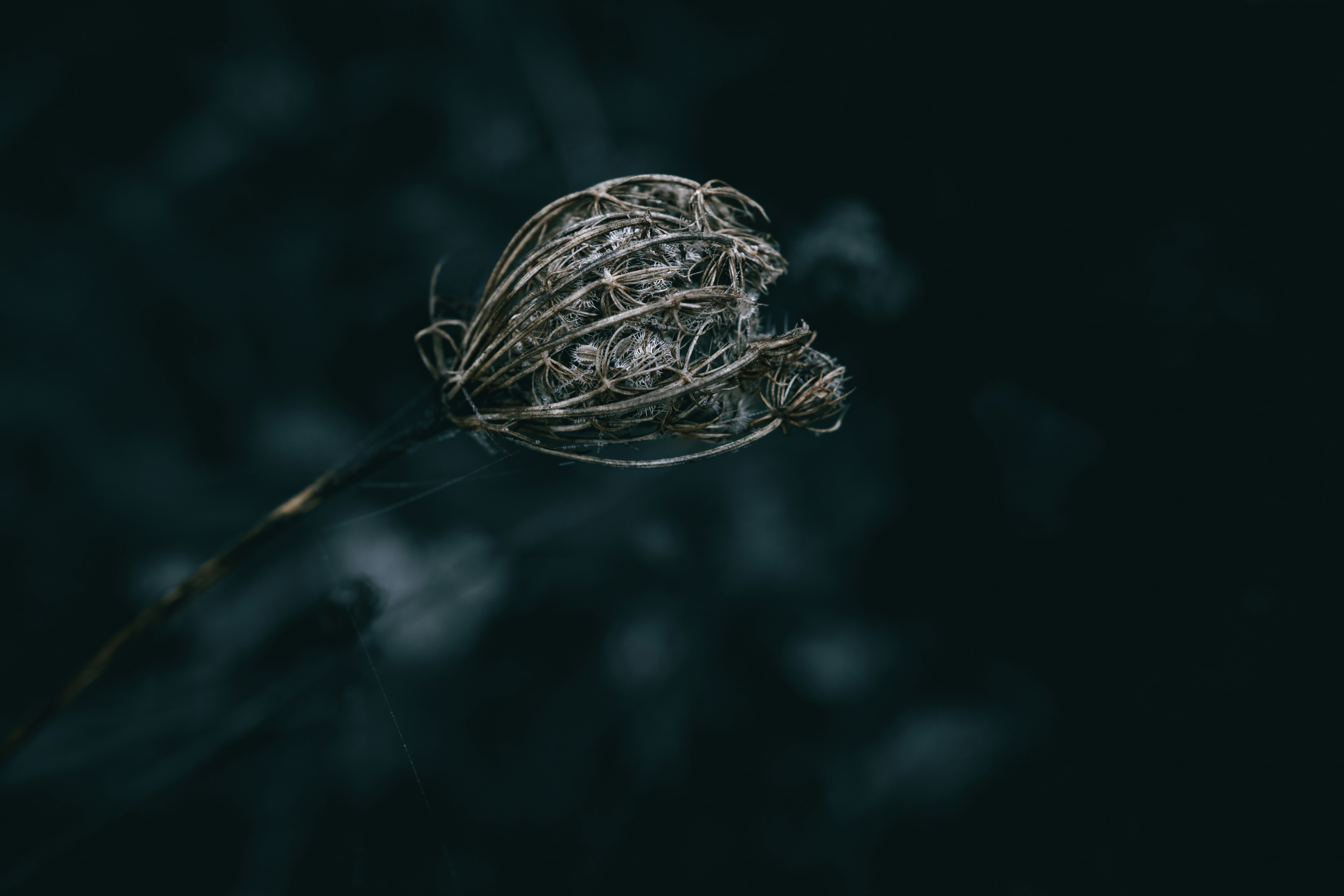 Tangled Seedhead Sails Through a Midnight Azure