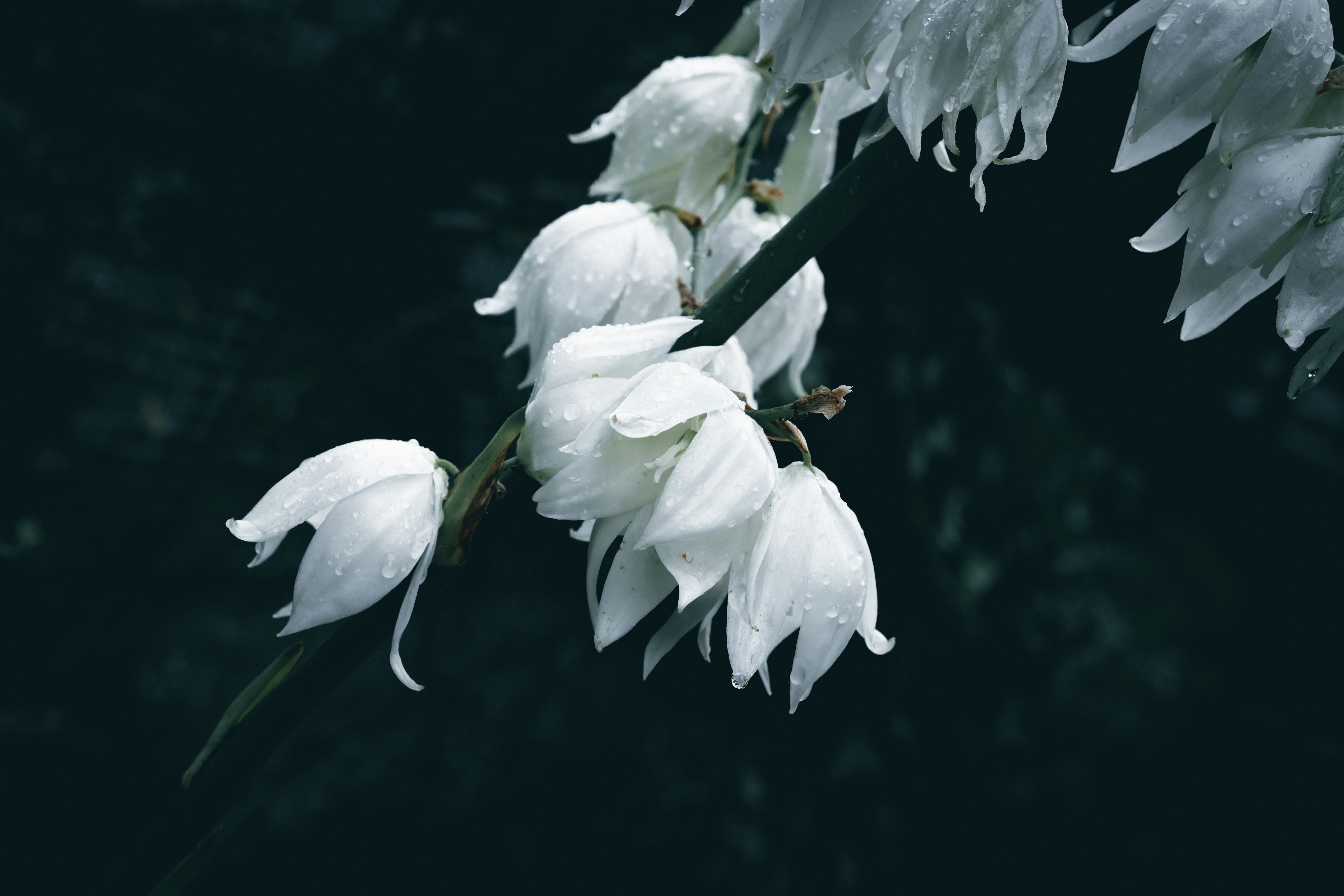 Moonlit Bellflowers: A Diagonal Study of White Blossoms