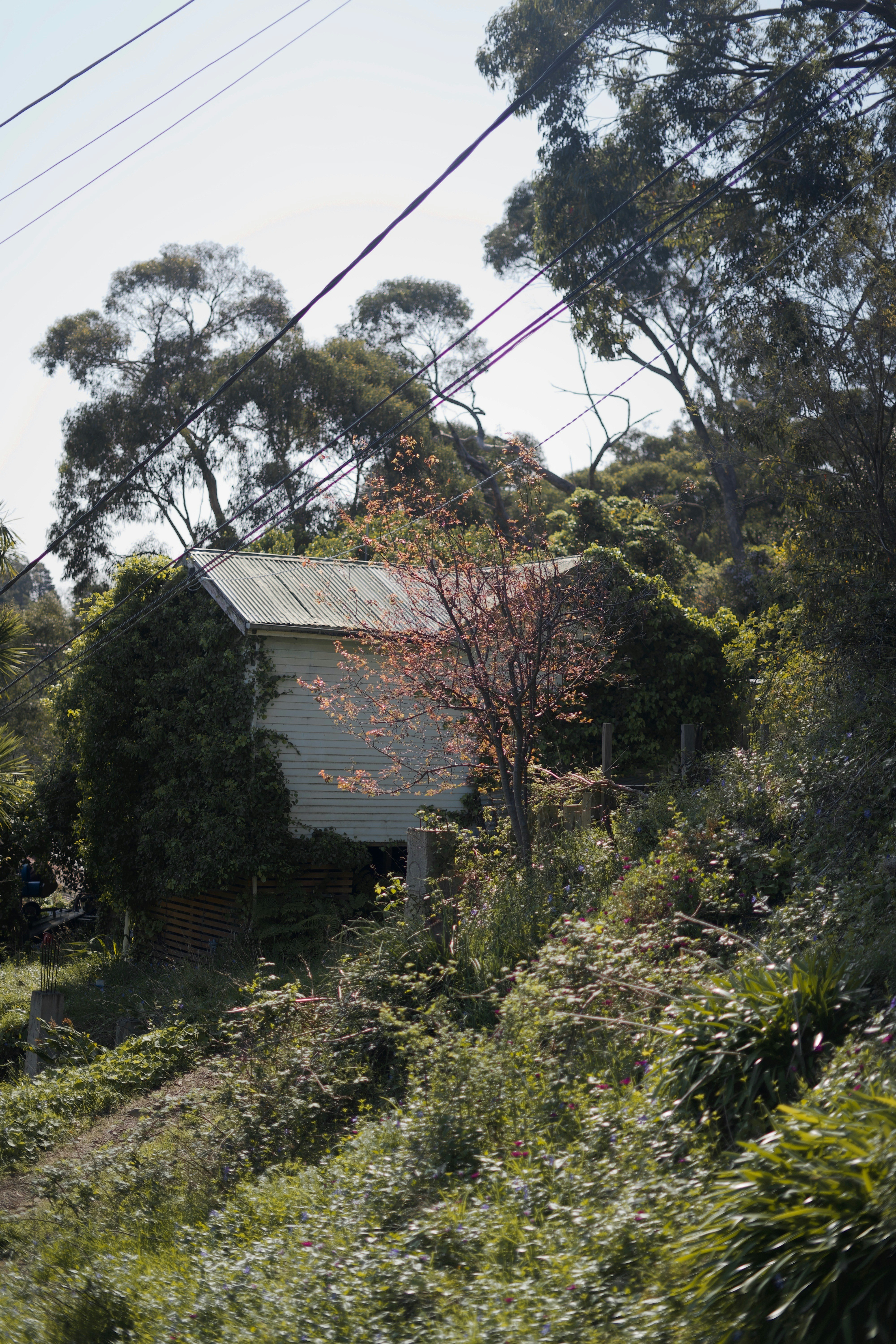 Verdant Quiet: A Cottage Half-Hidden by Trees Beneath Diagonal Wires