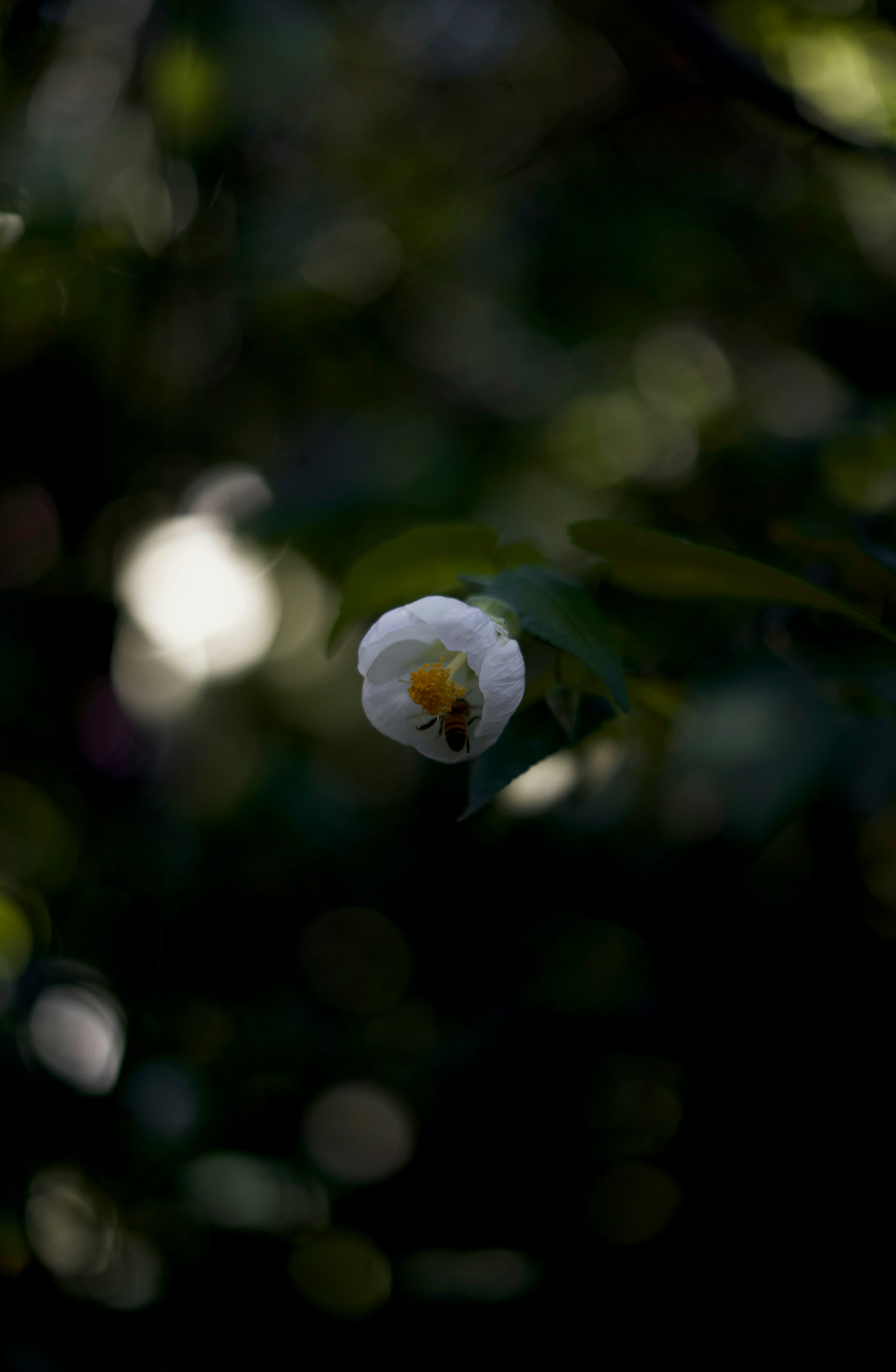 Solitary white bloom in velvet shadows, kissed by soft bokeh light