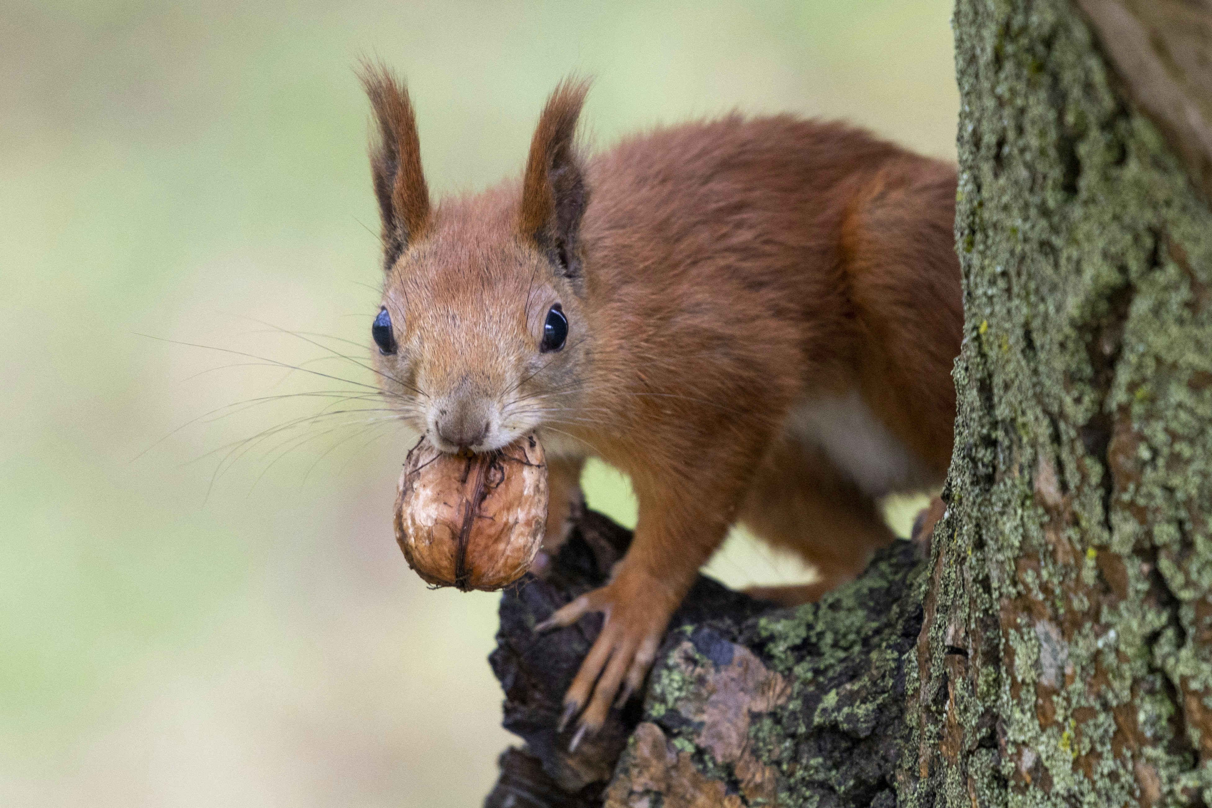 Nut Heist at Dappled Bark: A Close-Up Squirrel Portrait