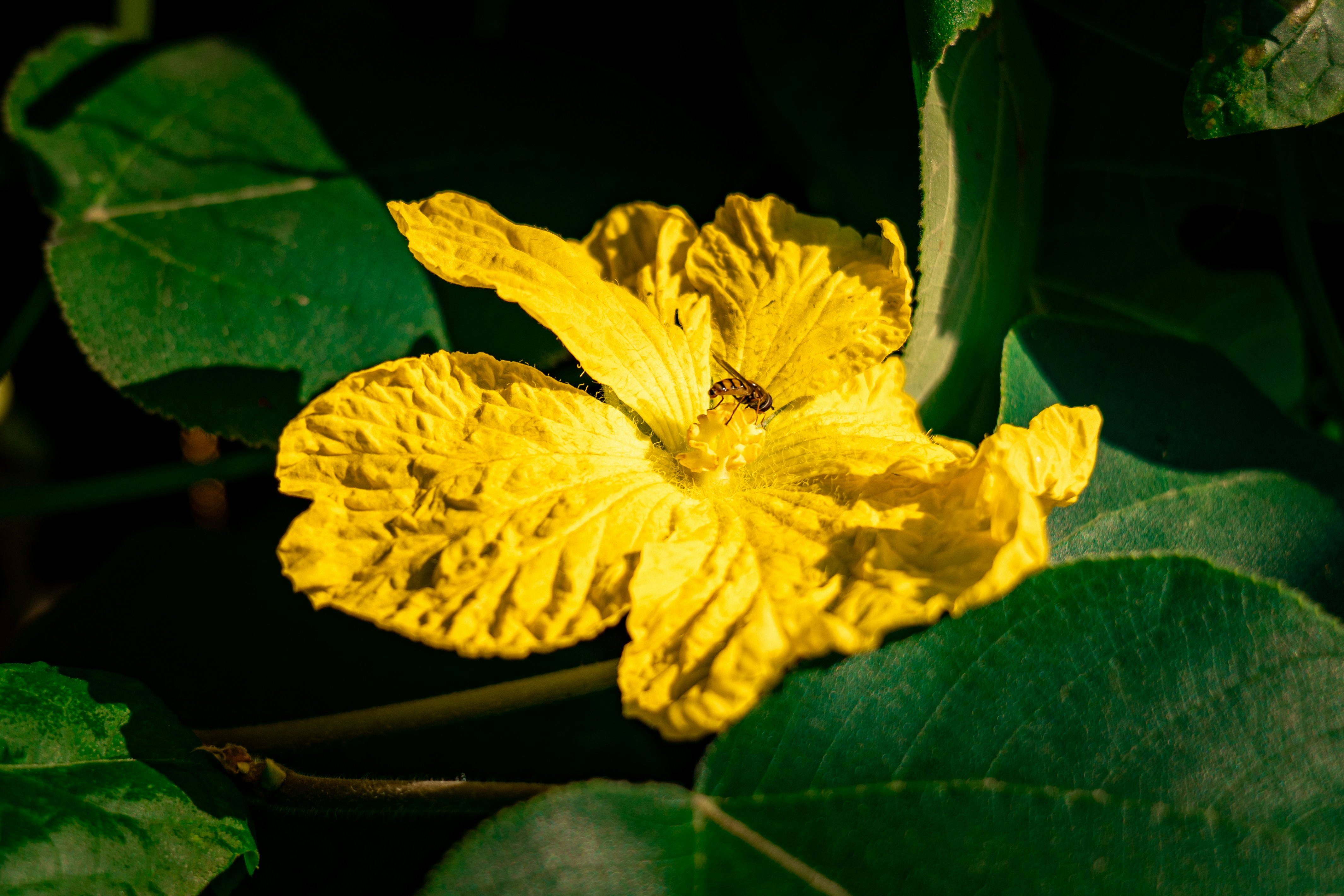 A yellow flower with green leaves in the background