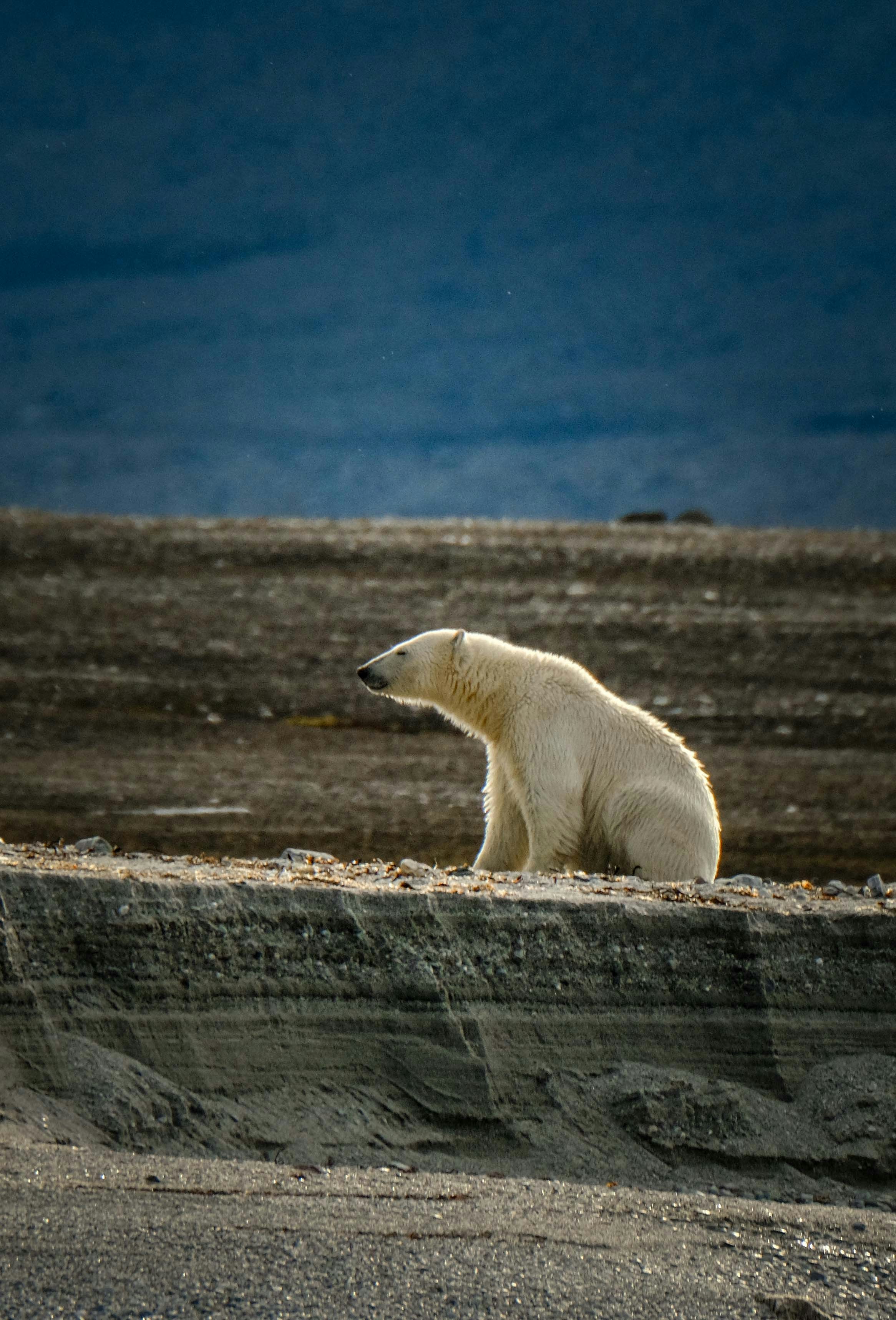 Un ours polaire blanc assis sur une plage de sable photo – Image ...
