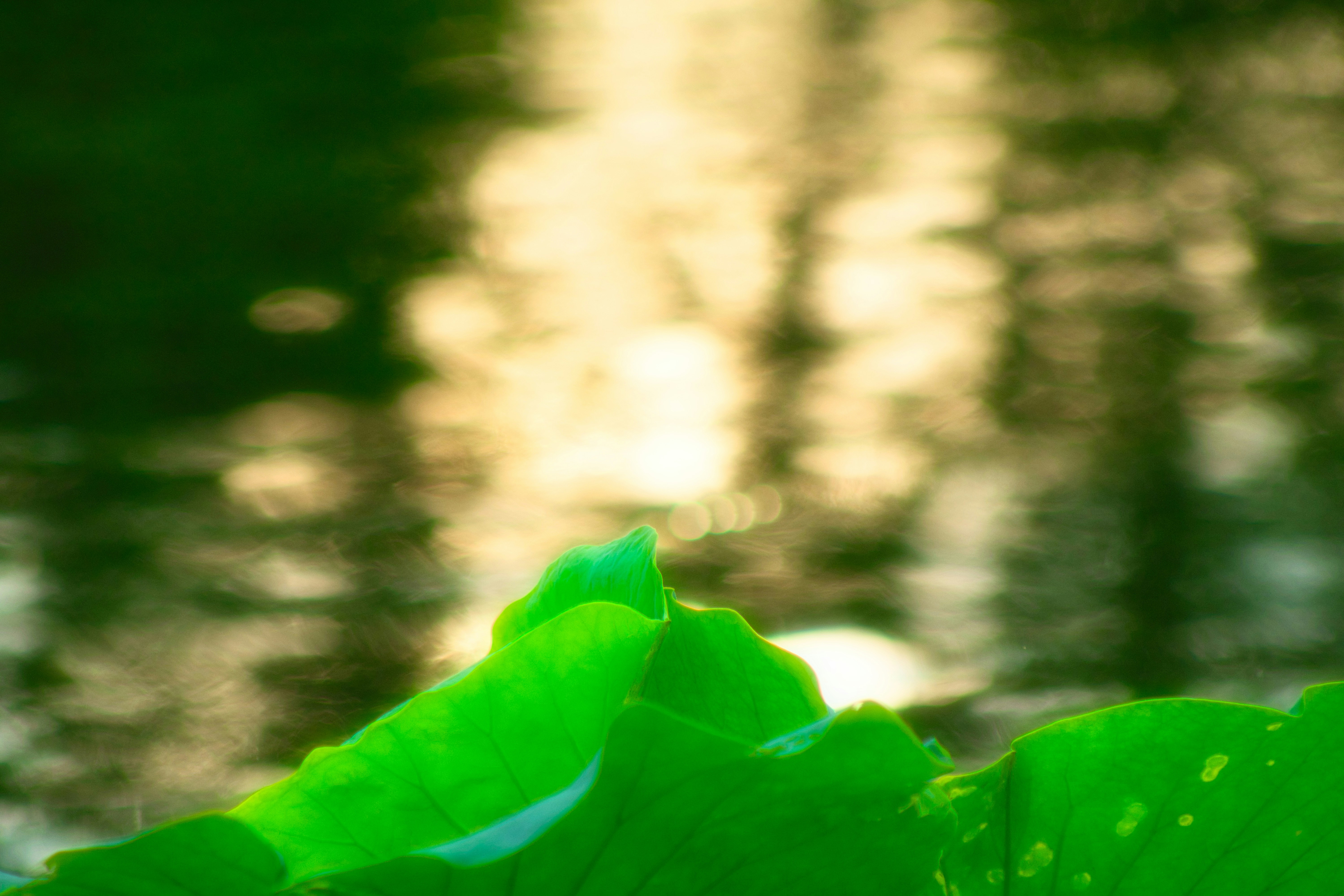 Verdant Edge Over Quiet Water: a close-up of neon-green leaves above a shimmering reflection