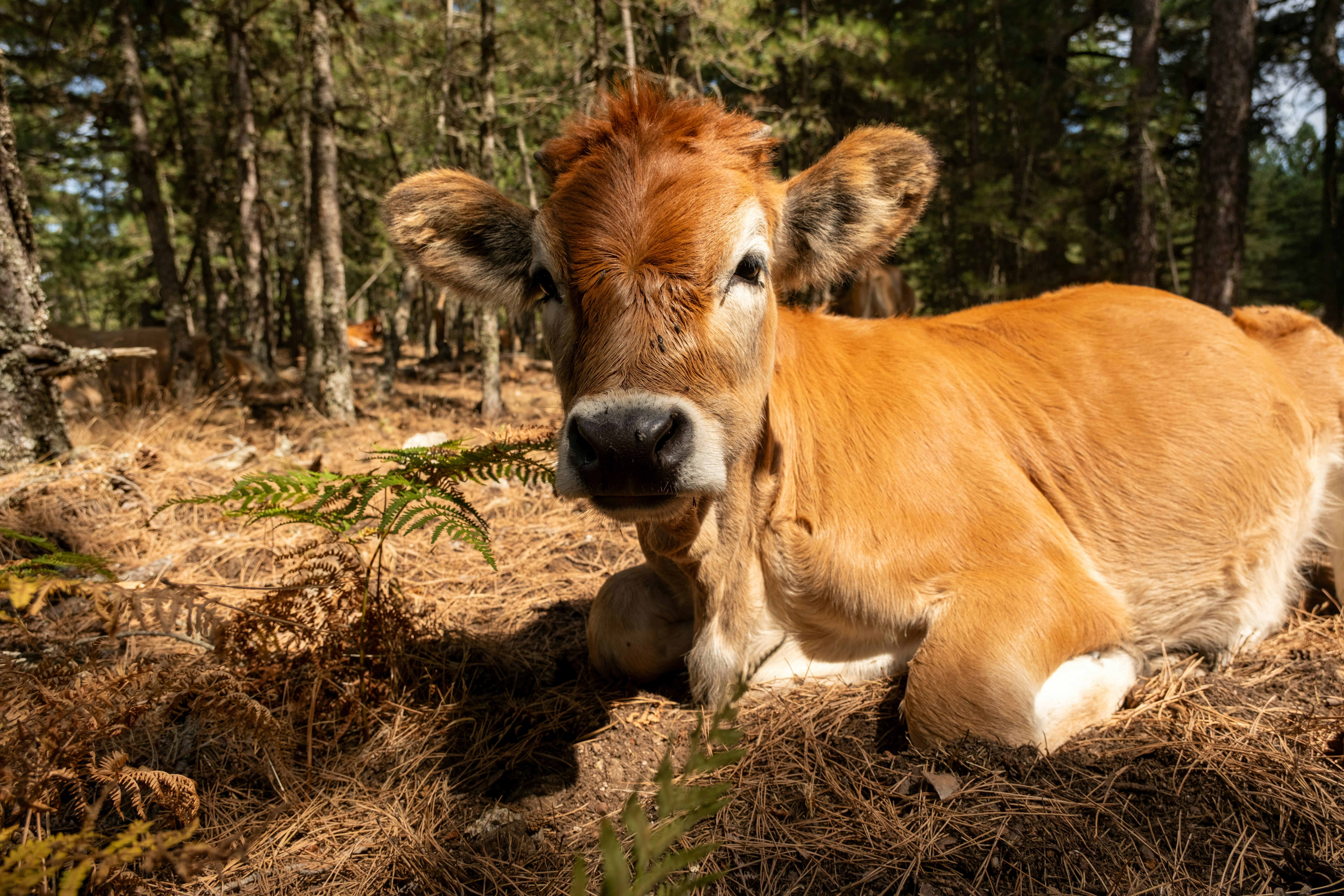Curled Up in Warm Pines: A Curious Cow Soaks in Sunlit Barnyard