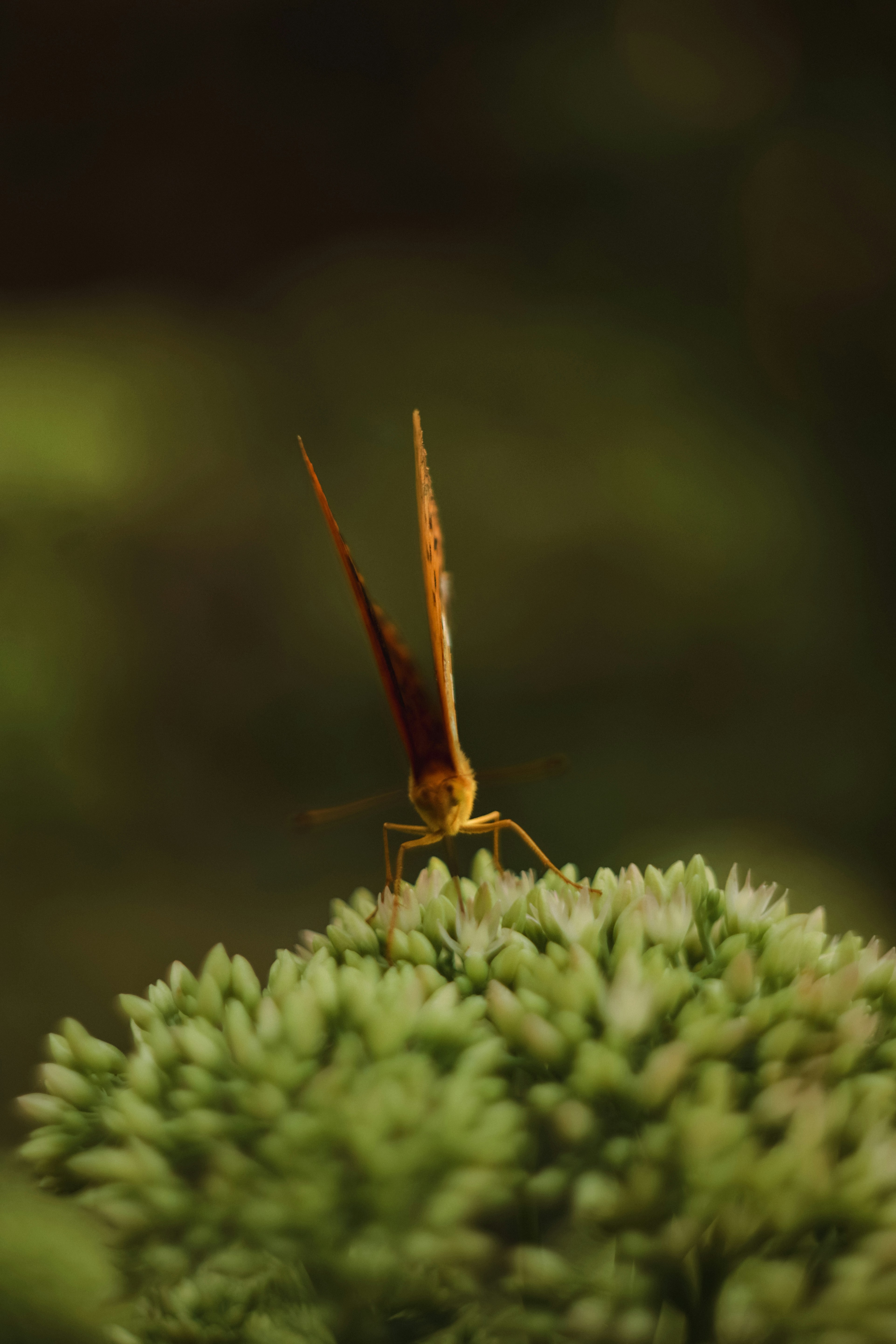 Silent Meadow Stalker: A Dragonfly Becomes a Moment of Light