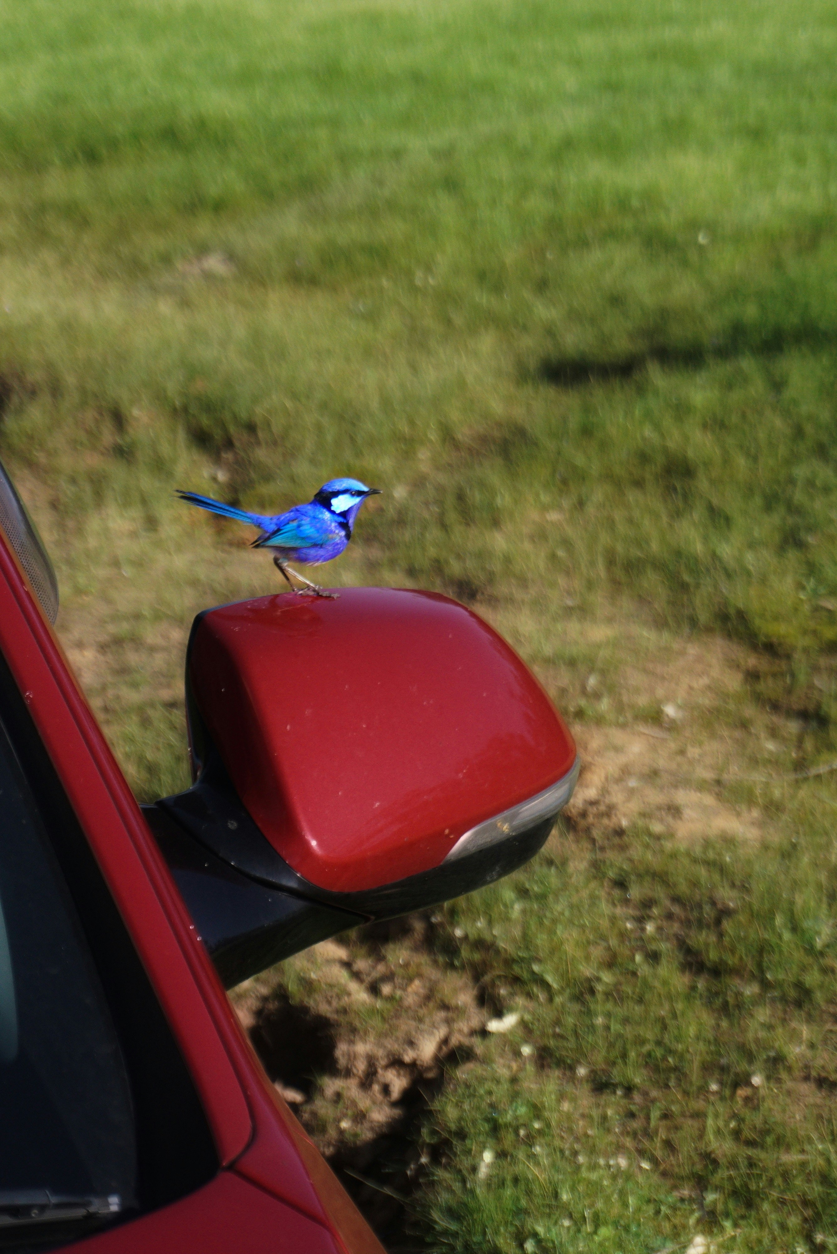 Azure Perch on Crimson Mirror: cobalt bird perched on a red car side mirror