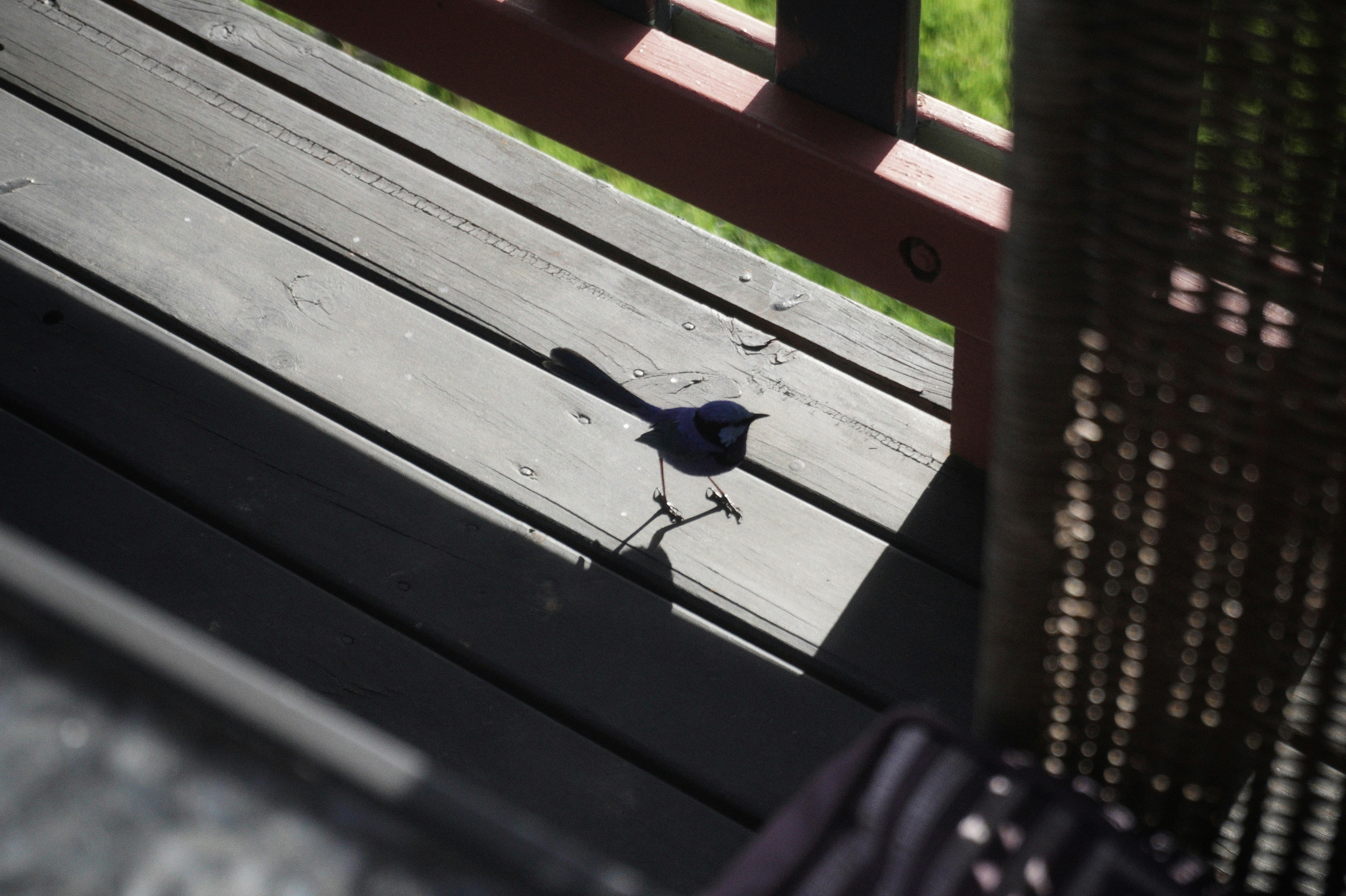 Bluebird at Dappled Light on a Weathered Deck