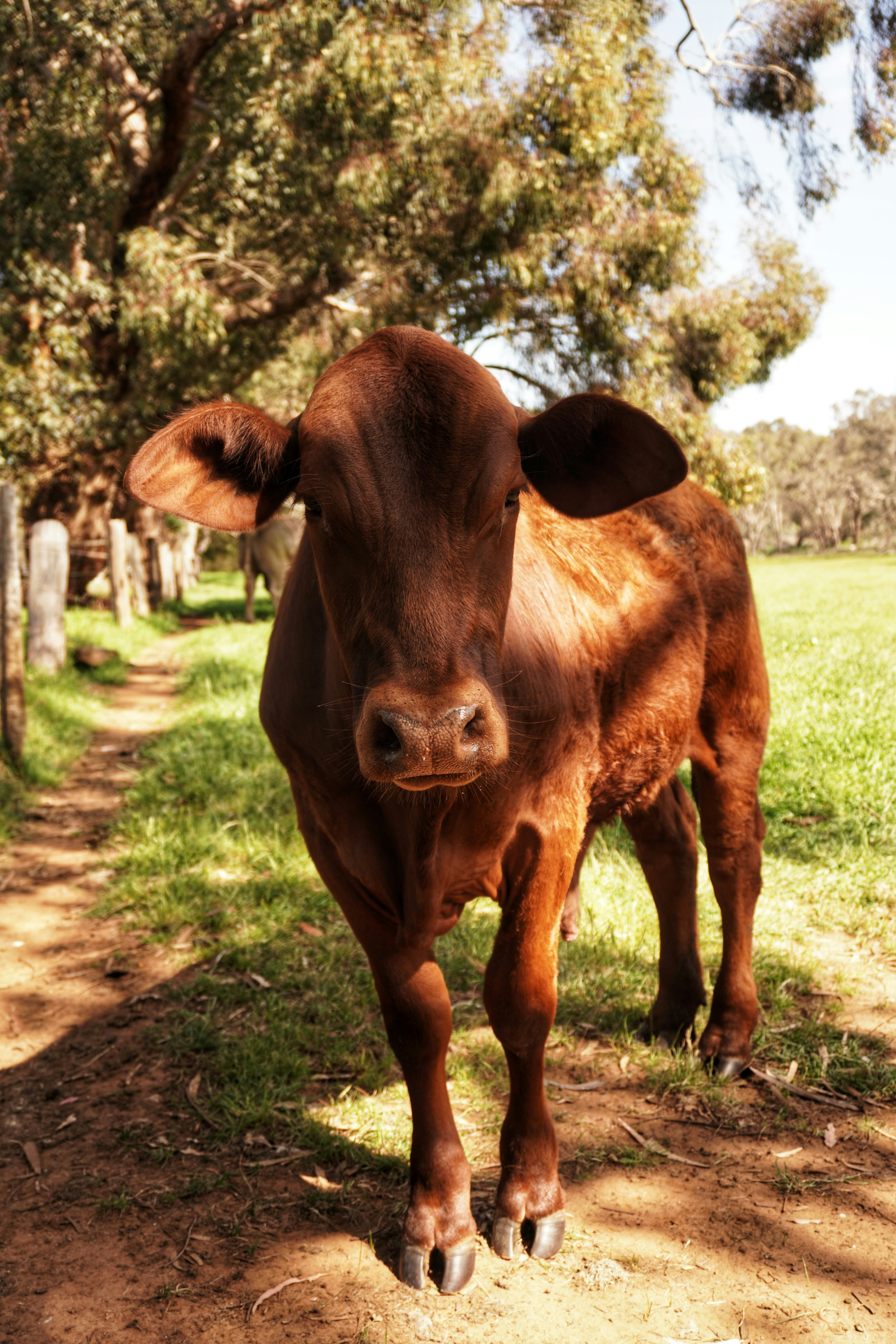Center-Stage Cow on a Sunlit Farm Path