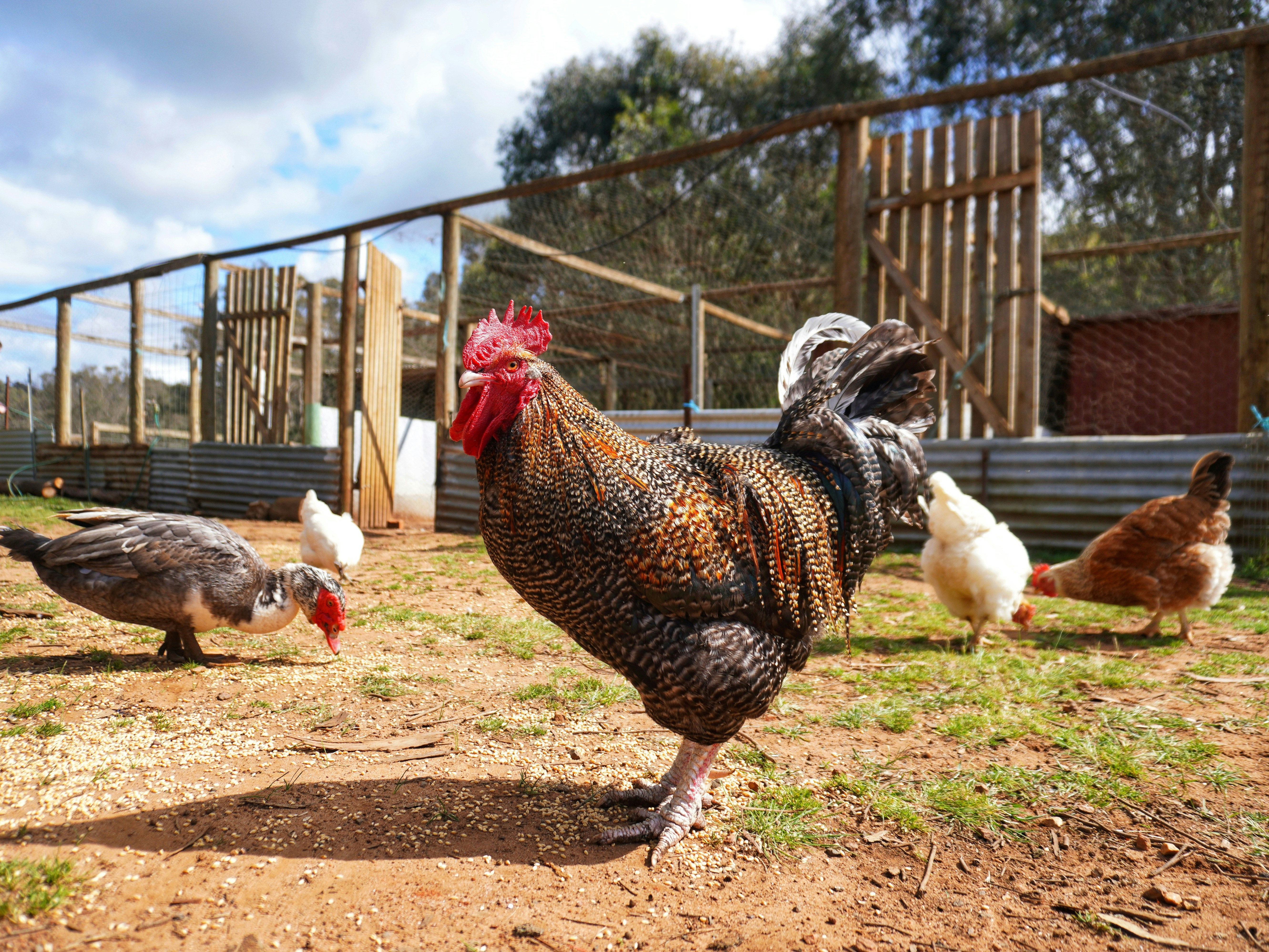 A group of chickens standing on top of a grass covered field
