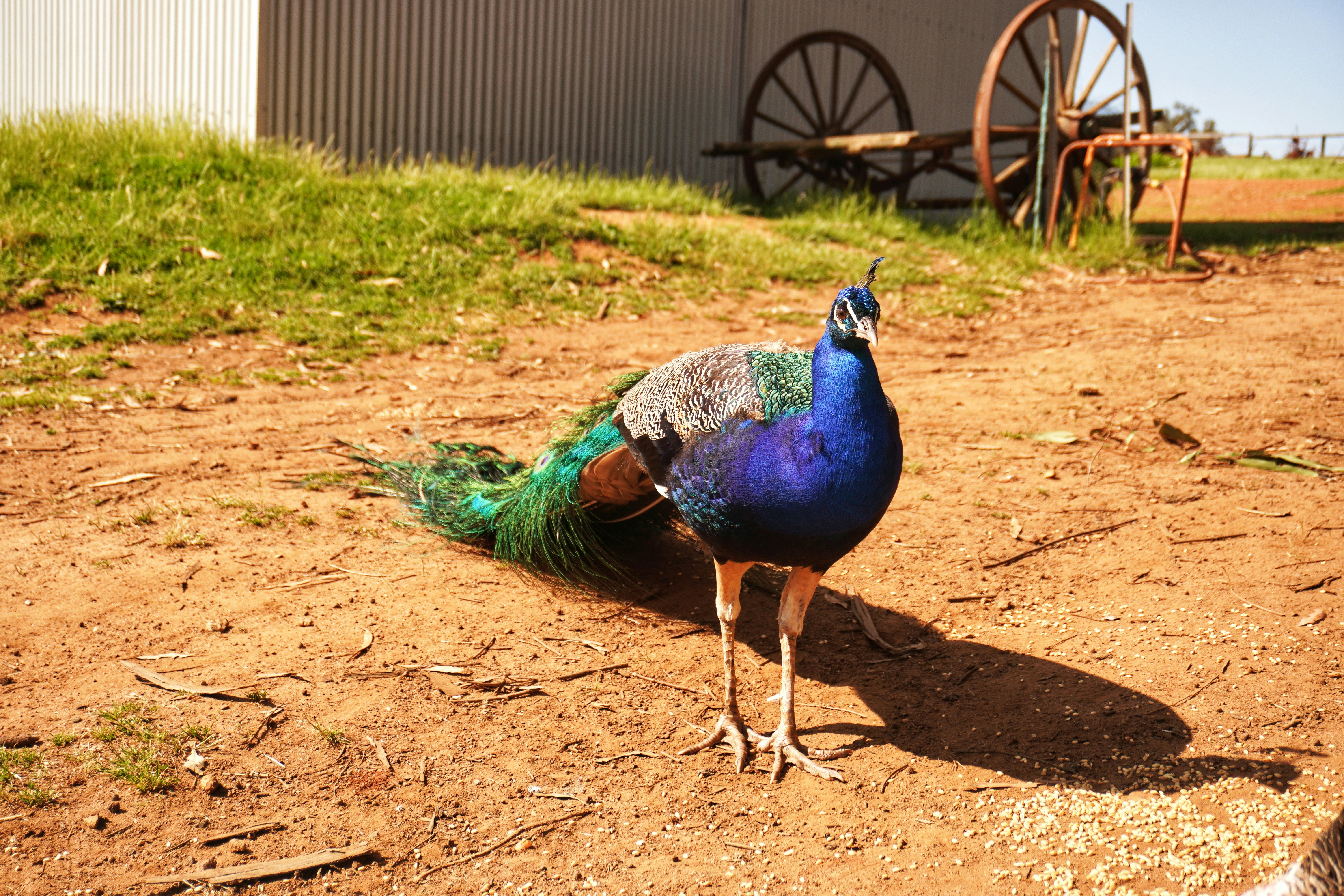 Azure Crest in a Sunlit Farmyard: A Peacock's Stand Against Rustic Wheels