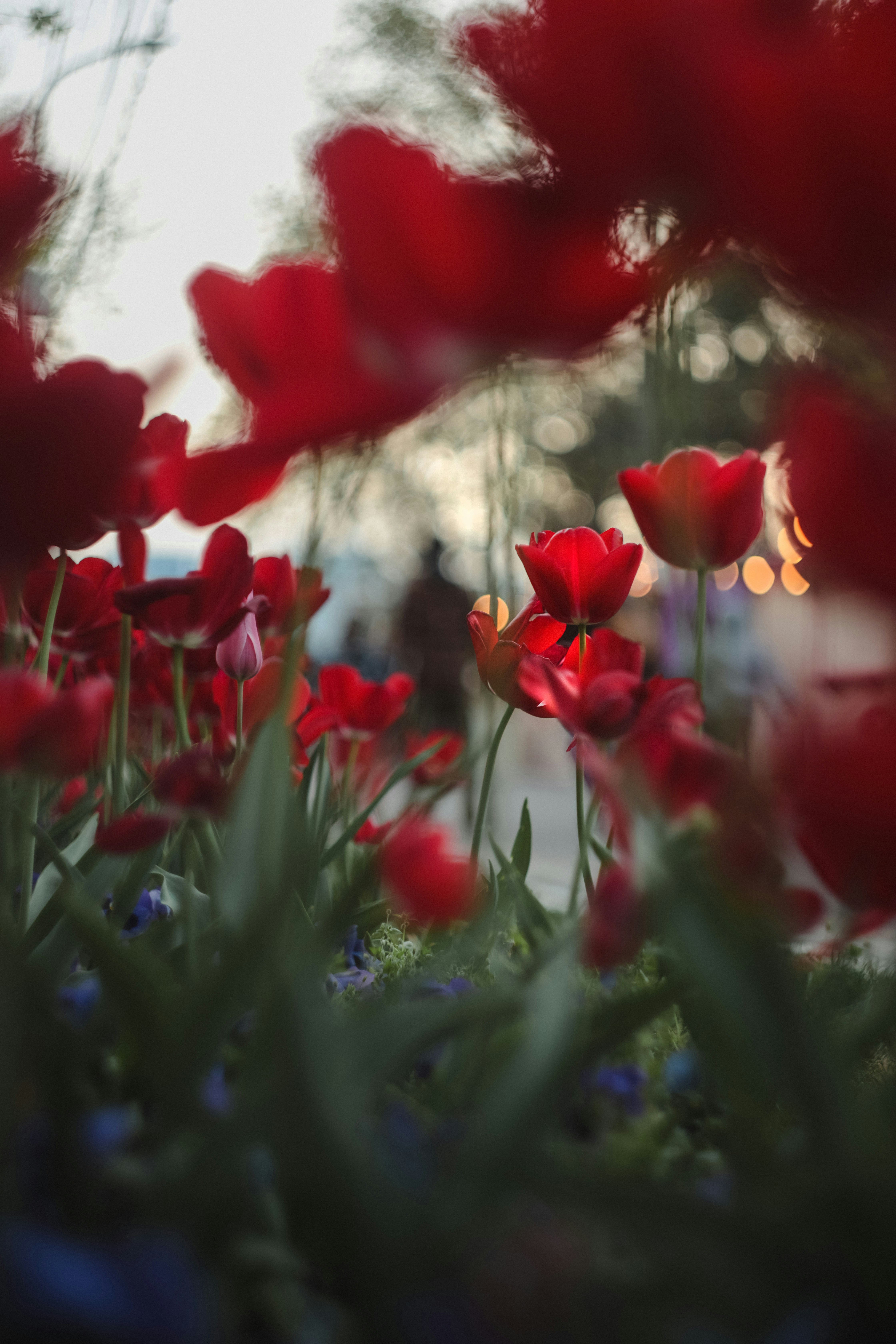 Crimson Tulips Framed by Velvet Depth of Field at Dusk