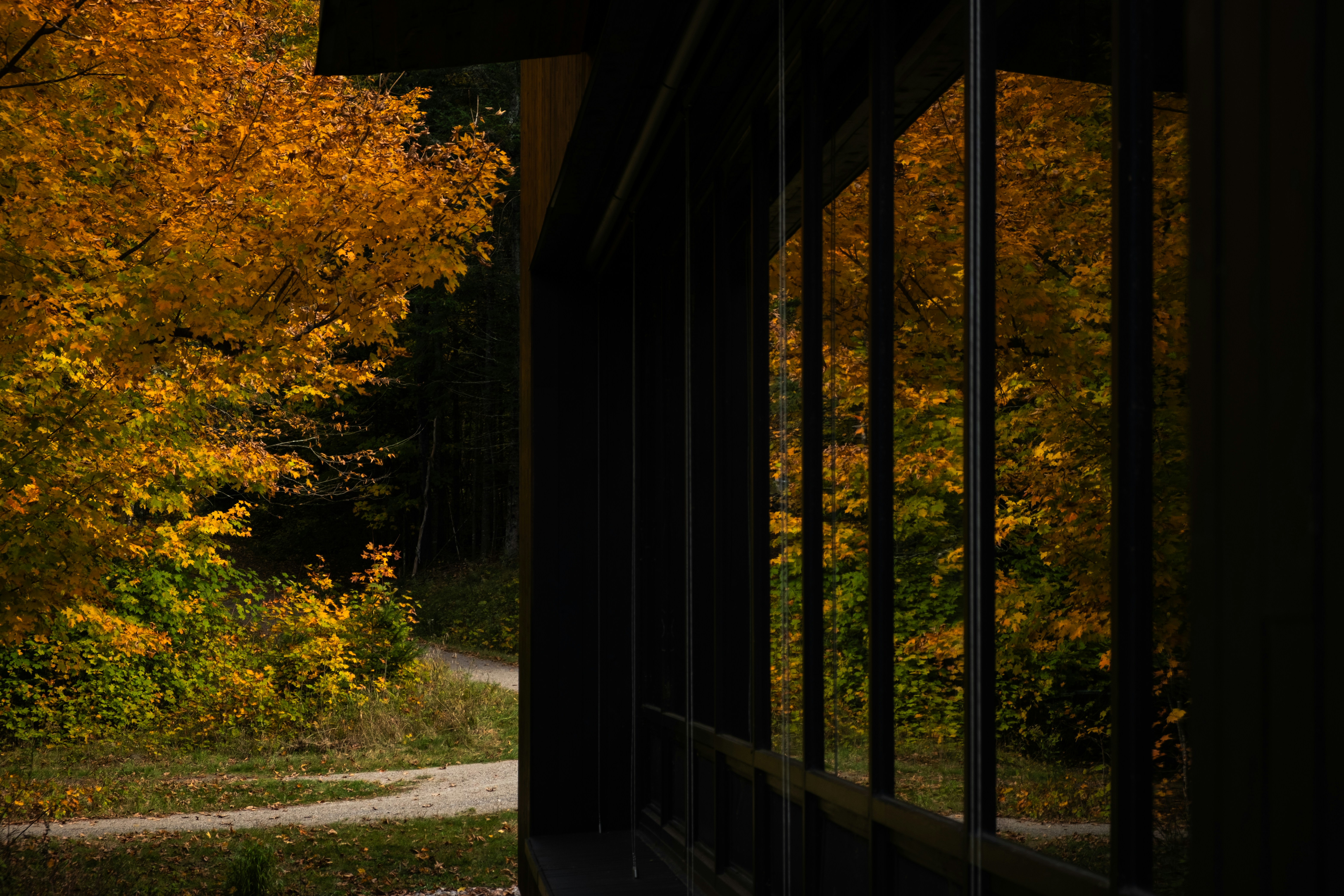 A view of a forest through a window photo – Free Tree Image on Unsplash