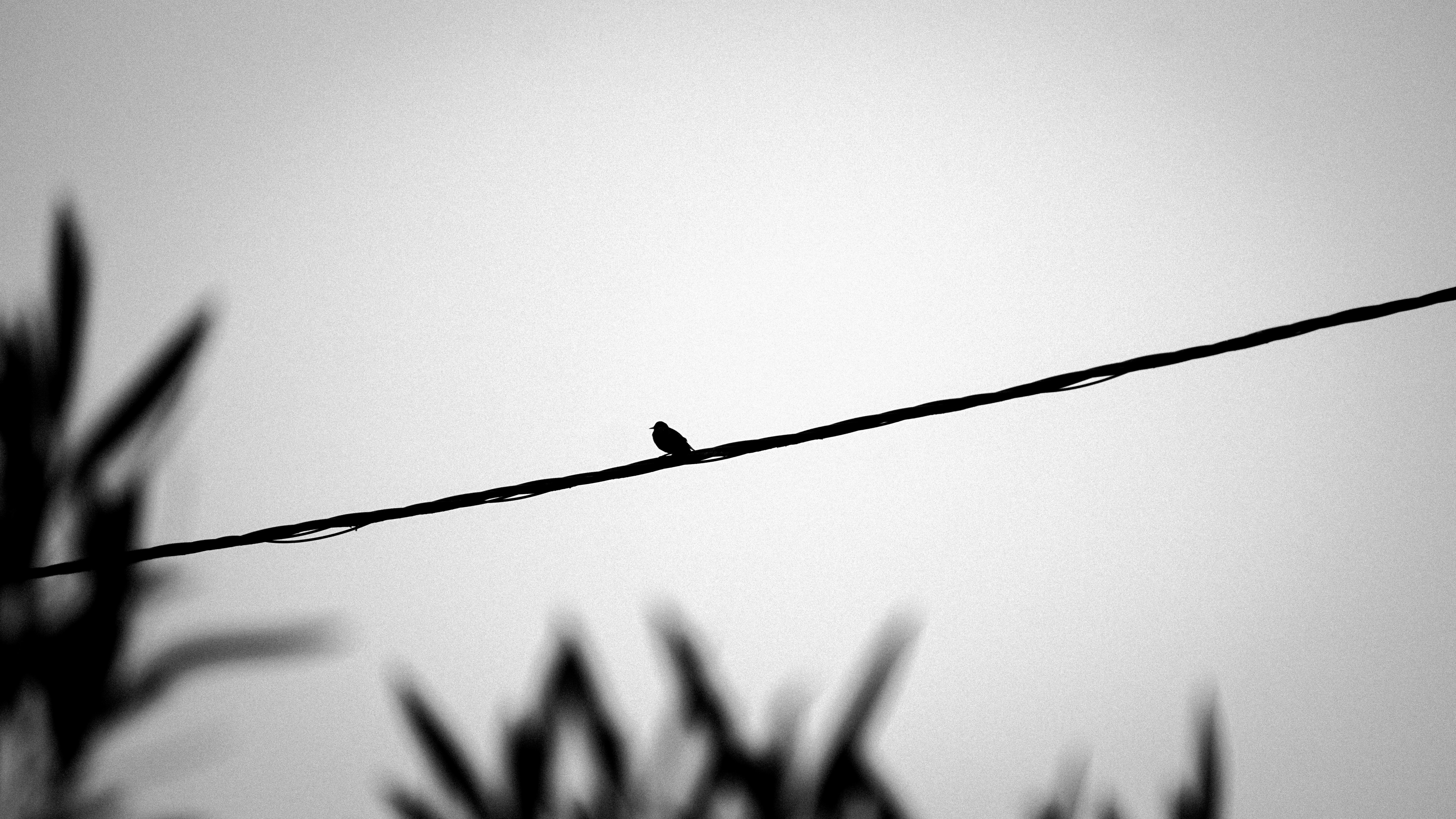 Bird resting on a wire against a blurred backdrop of foliage in black and white.
