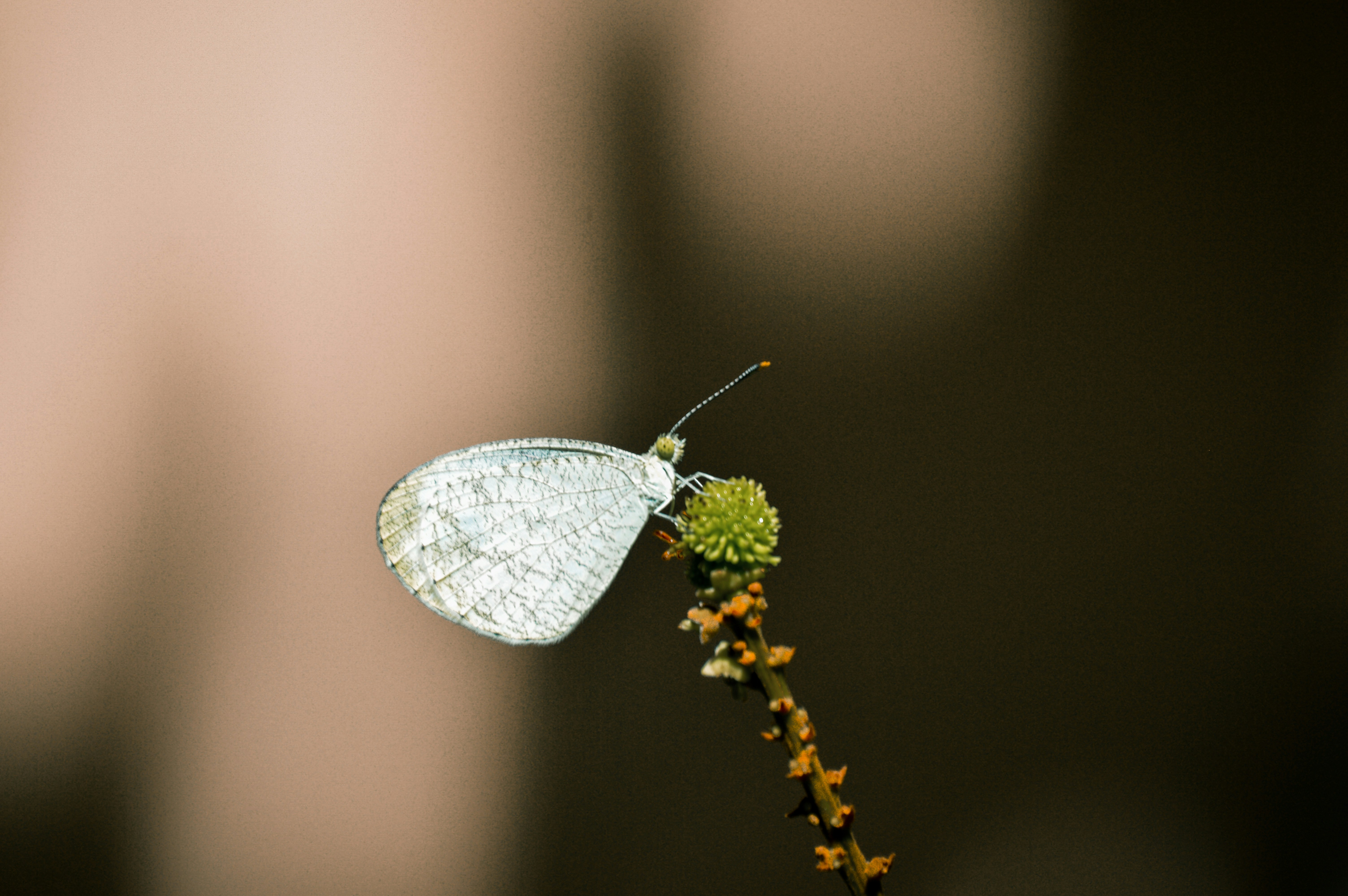 Whispering Wings on a Thin Stem in Velvet Blur