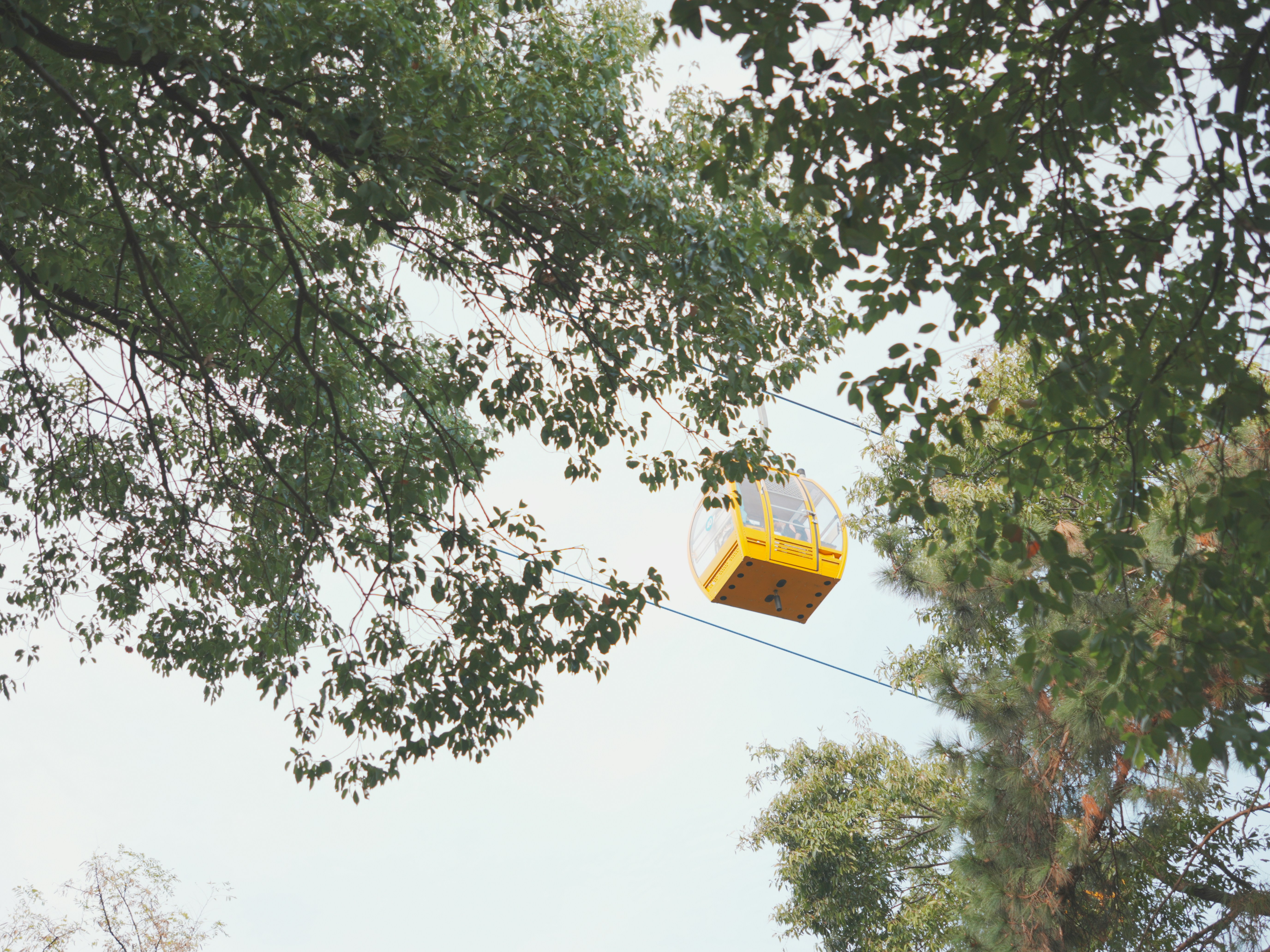 Yellow Gondola Drifts Above the Canopy