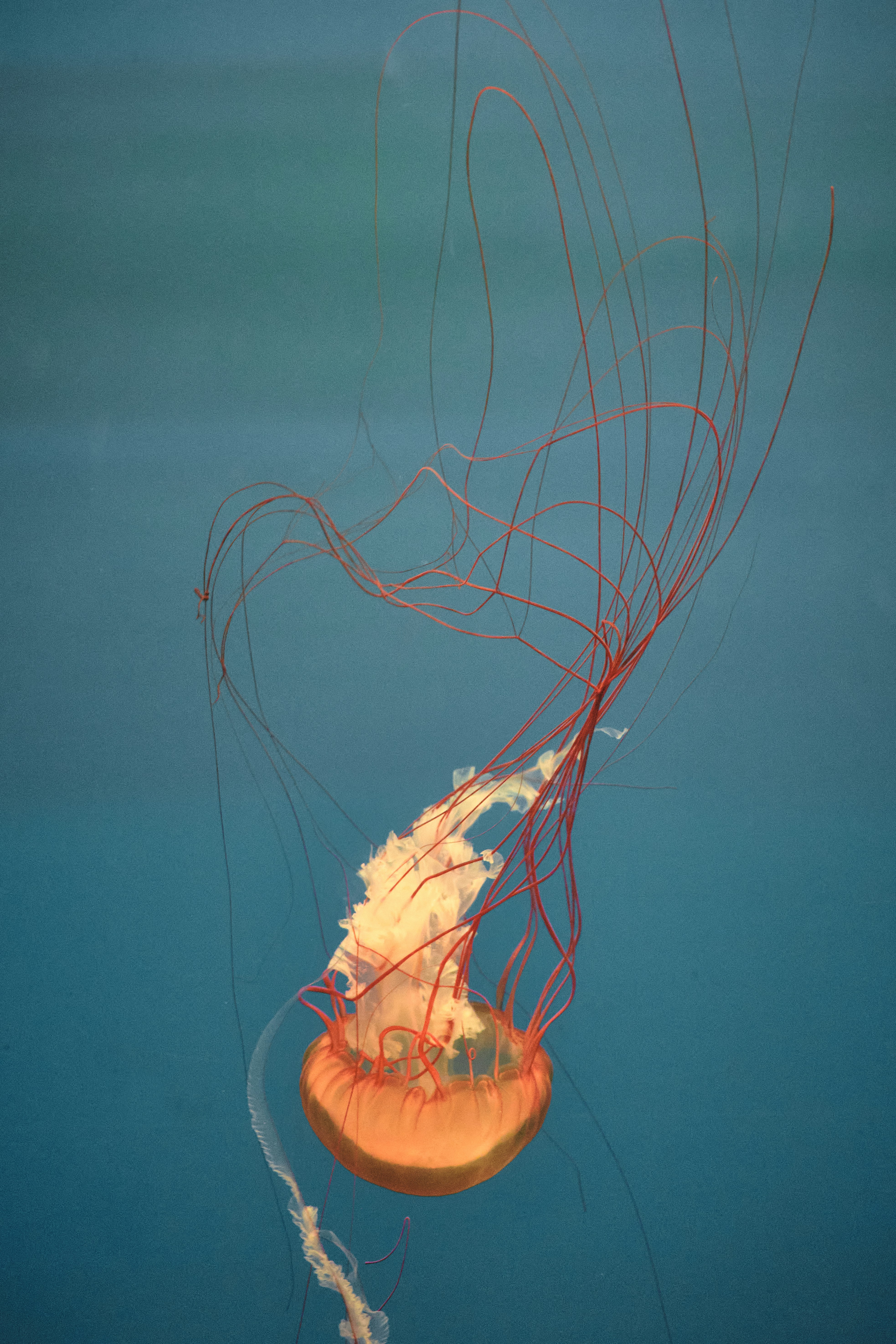 Jellyfish with long red tentacles glides through a blue-green ocean, its bell glowing softly.