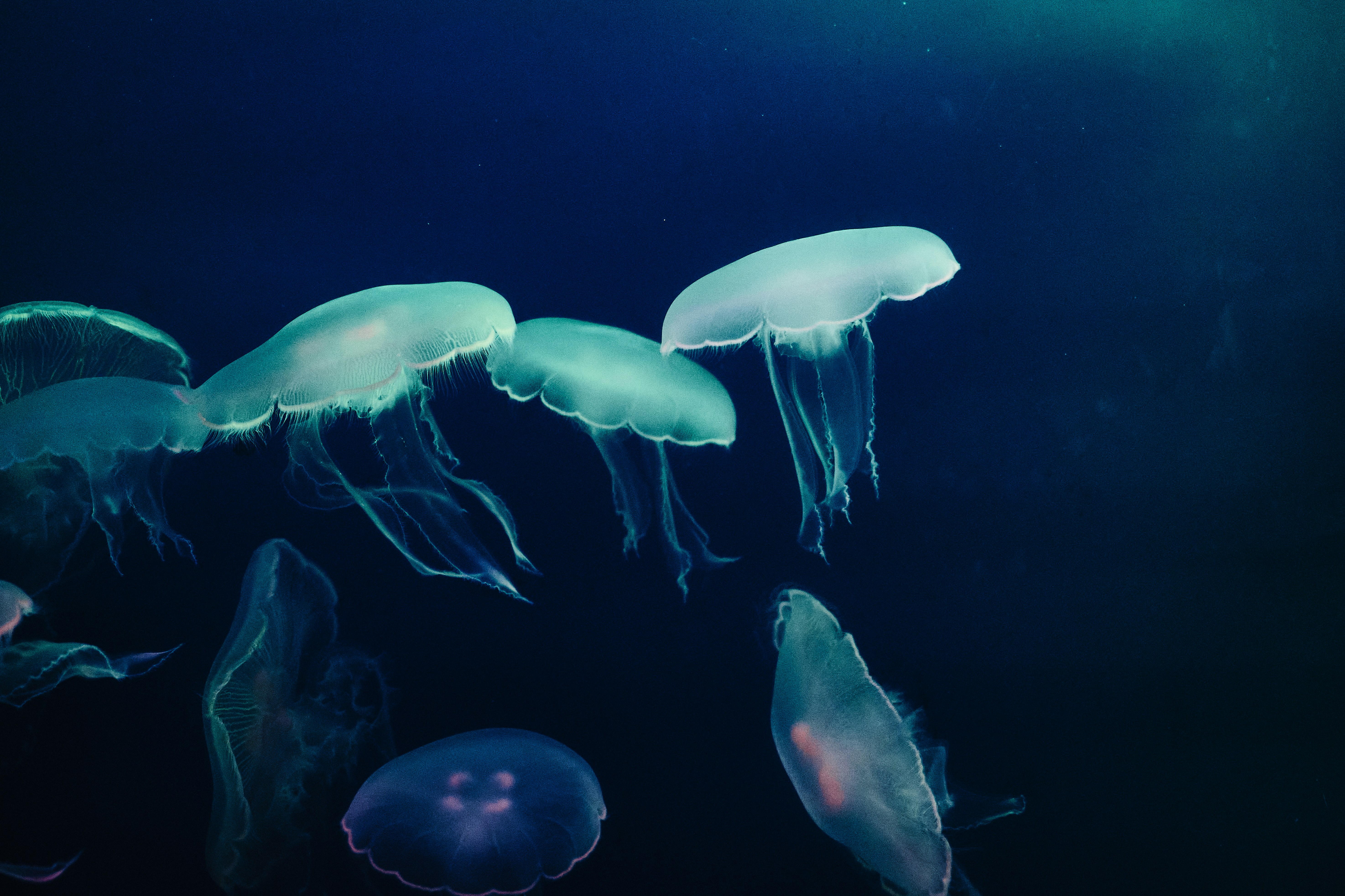 Underwater photograph capturing jellyfish drifting through a deep blue glow, their translucent bells trailing long tentacles.