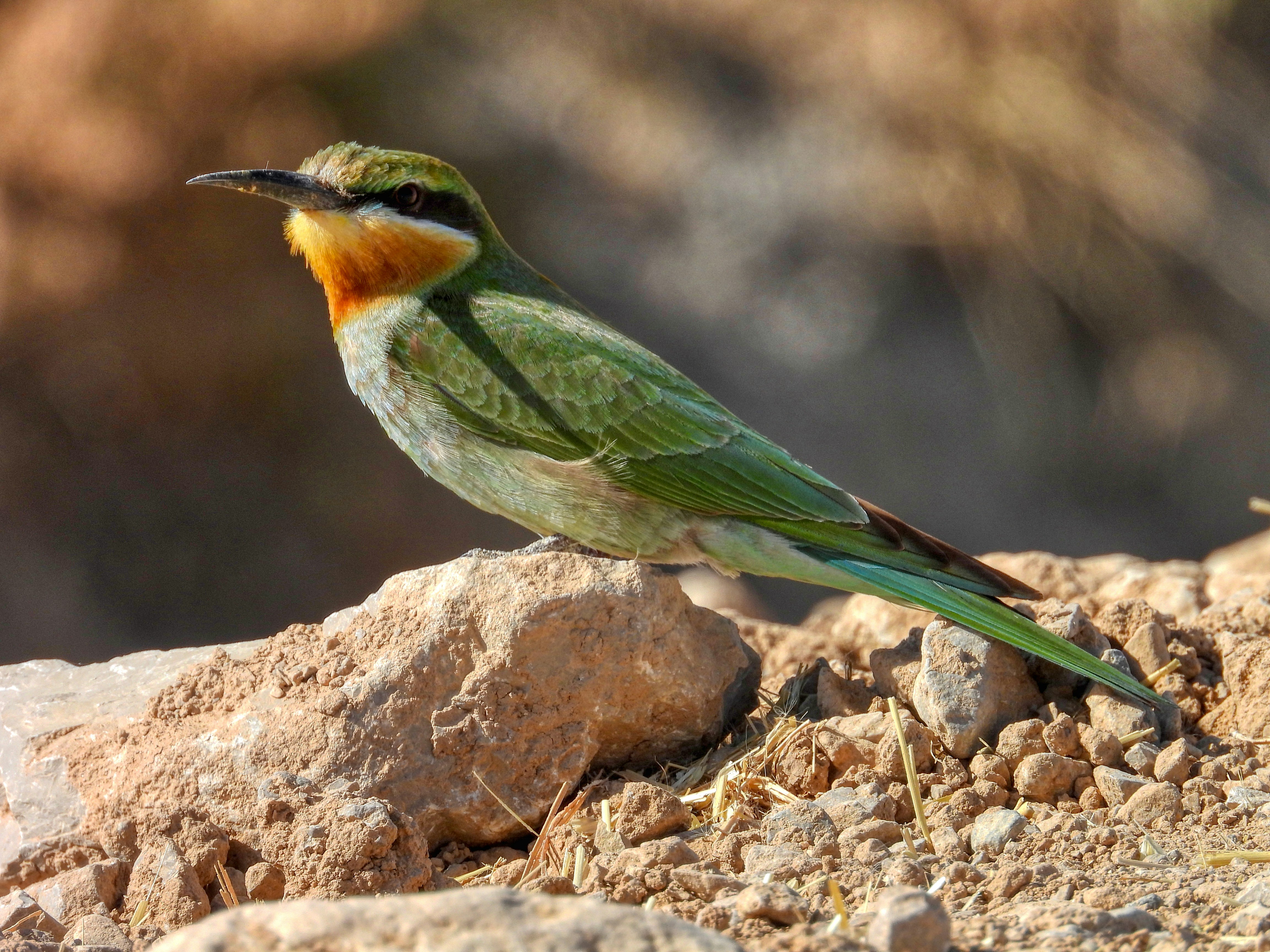 Emerald Throat on Granite: Desert-Rock Bird in Focus