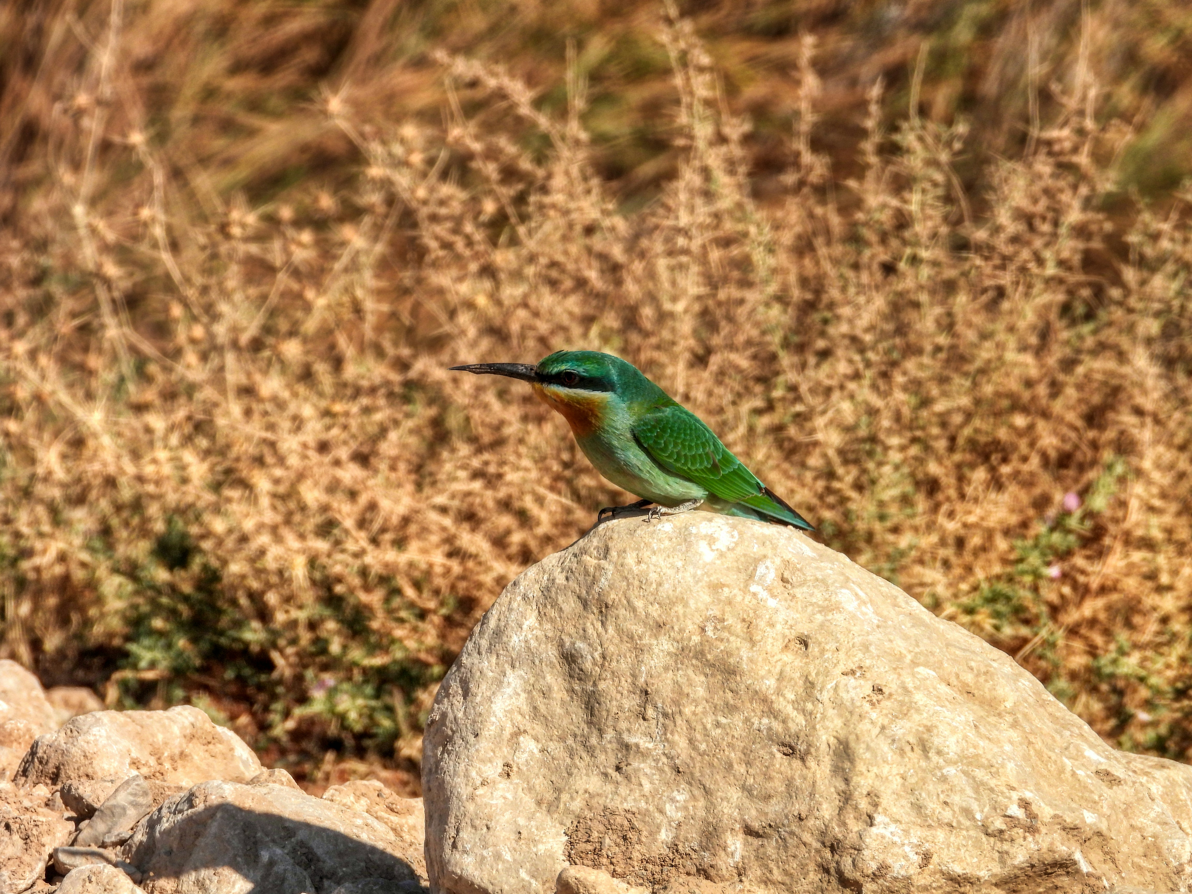 Emerald Kingfisher on a Sunlit Sentinel Rock