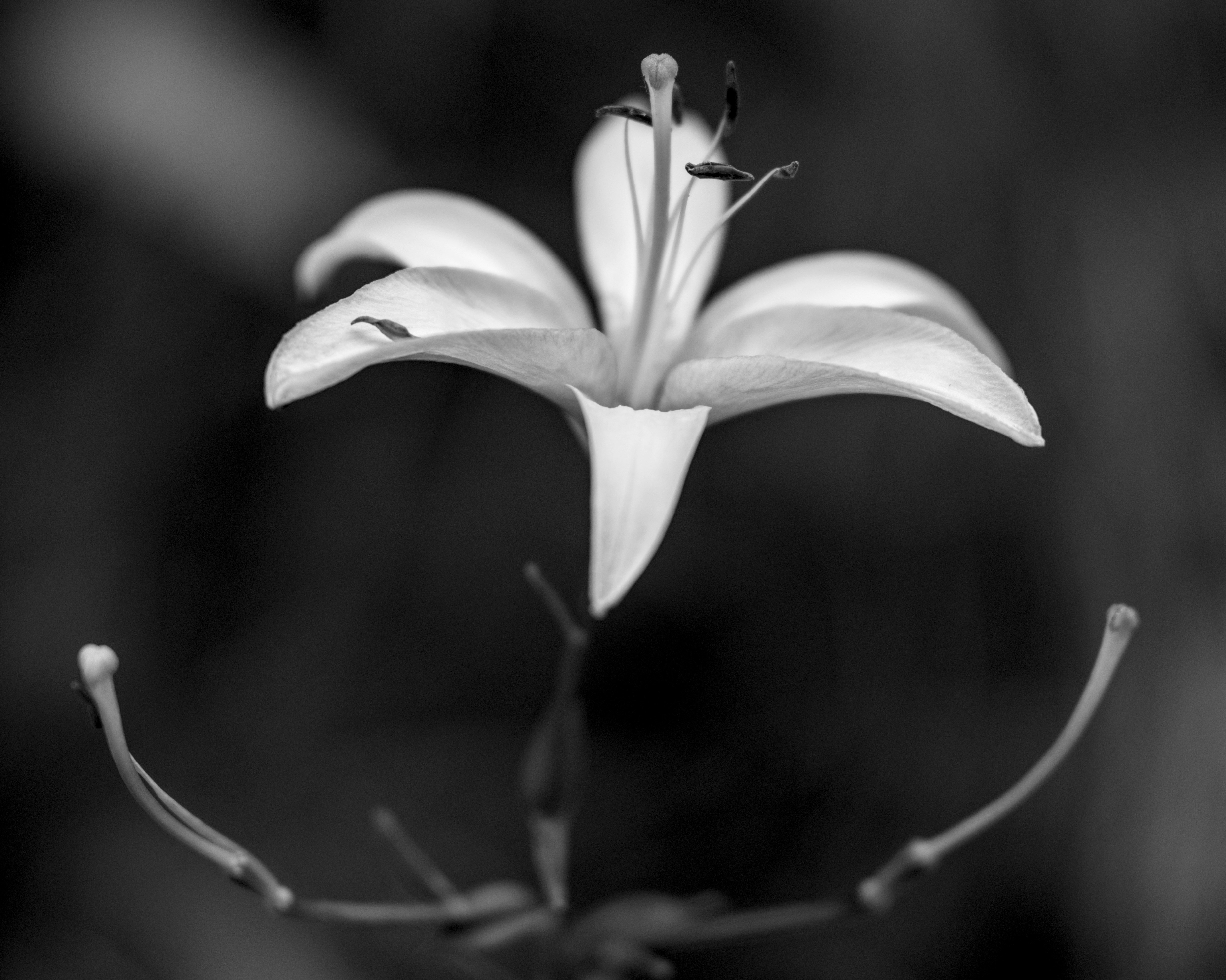 A black and white photo of a flower photo – Free Flower Image on Unsplash