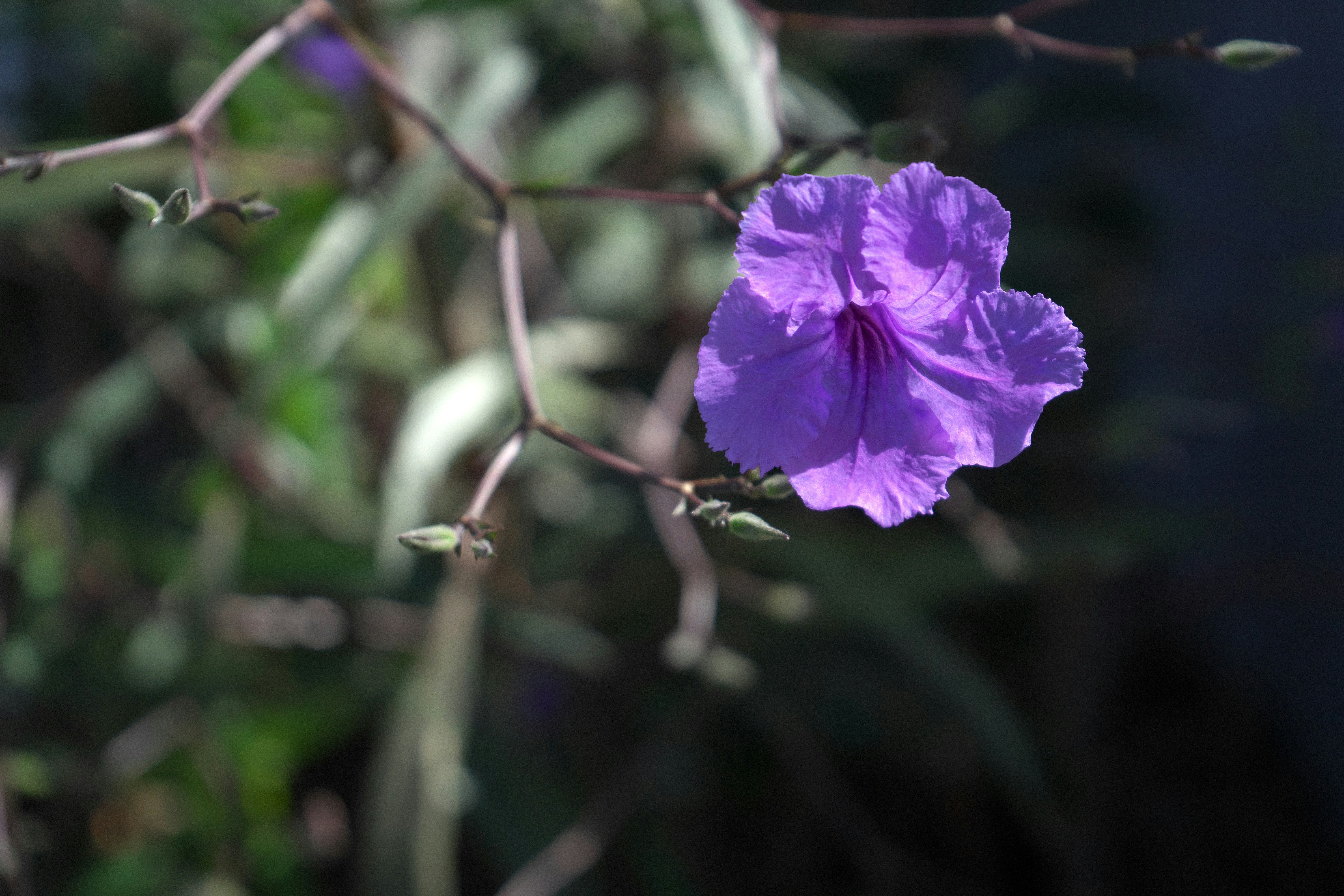 An anonymous flower enjoying October sun near the main bus station in Chania, Crete, Greece.