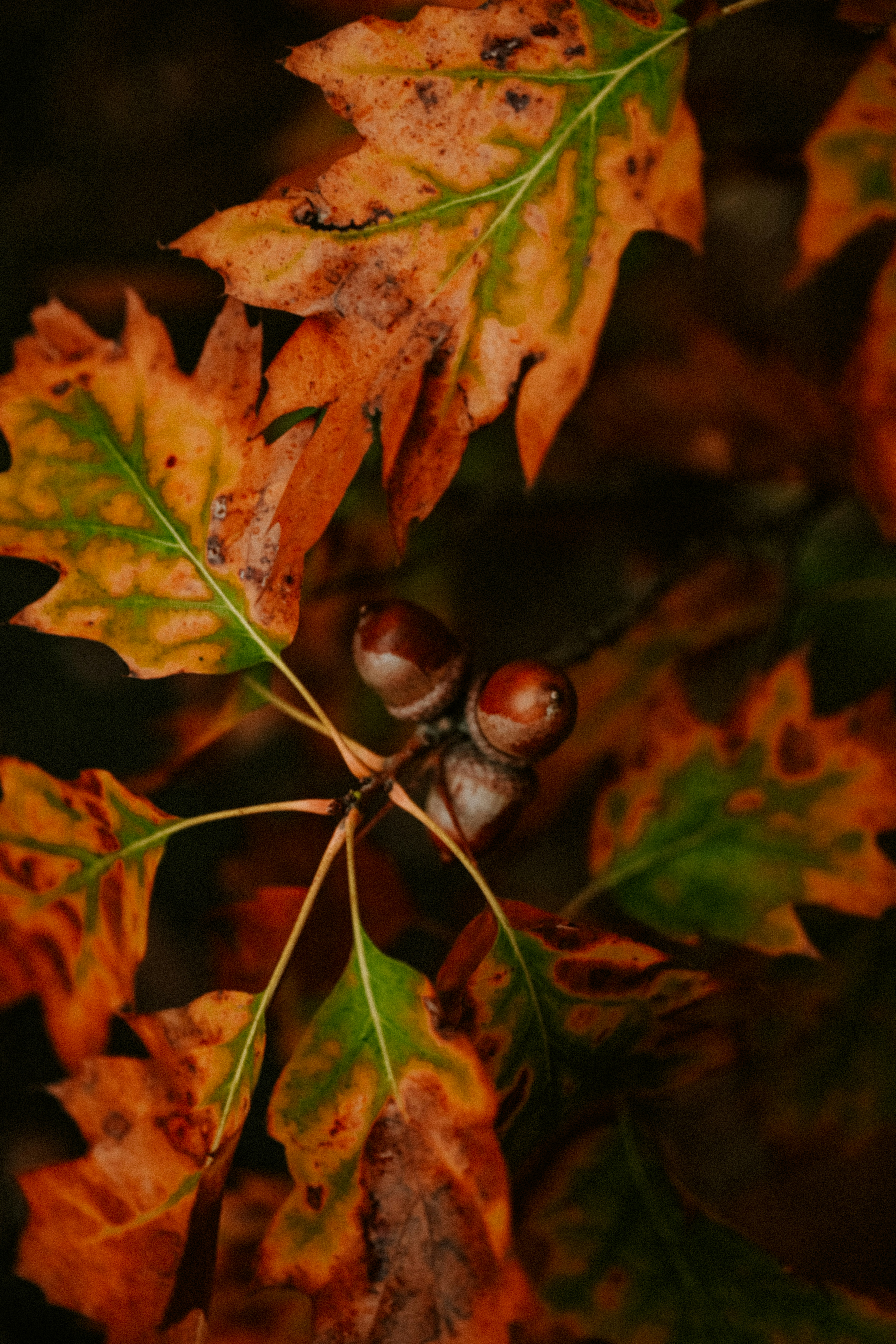 Photo by Kateryna Hliznitsova with Nikon Z7 II