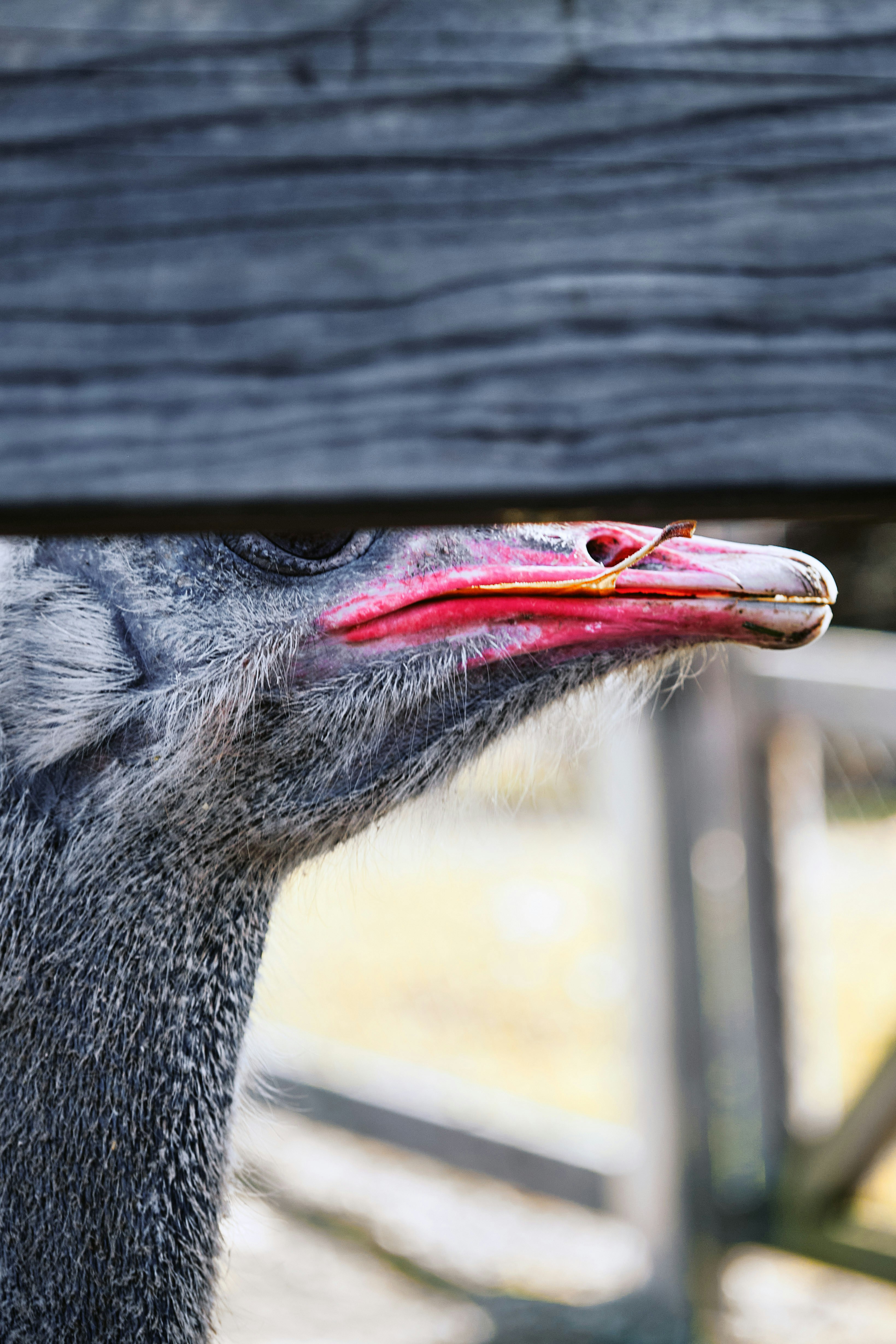 Red-Beaked Gaze Under a Wooden Cut