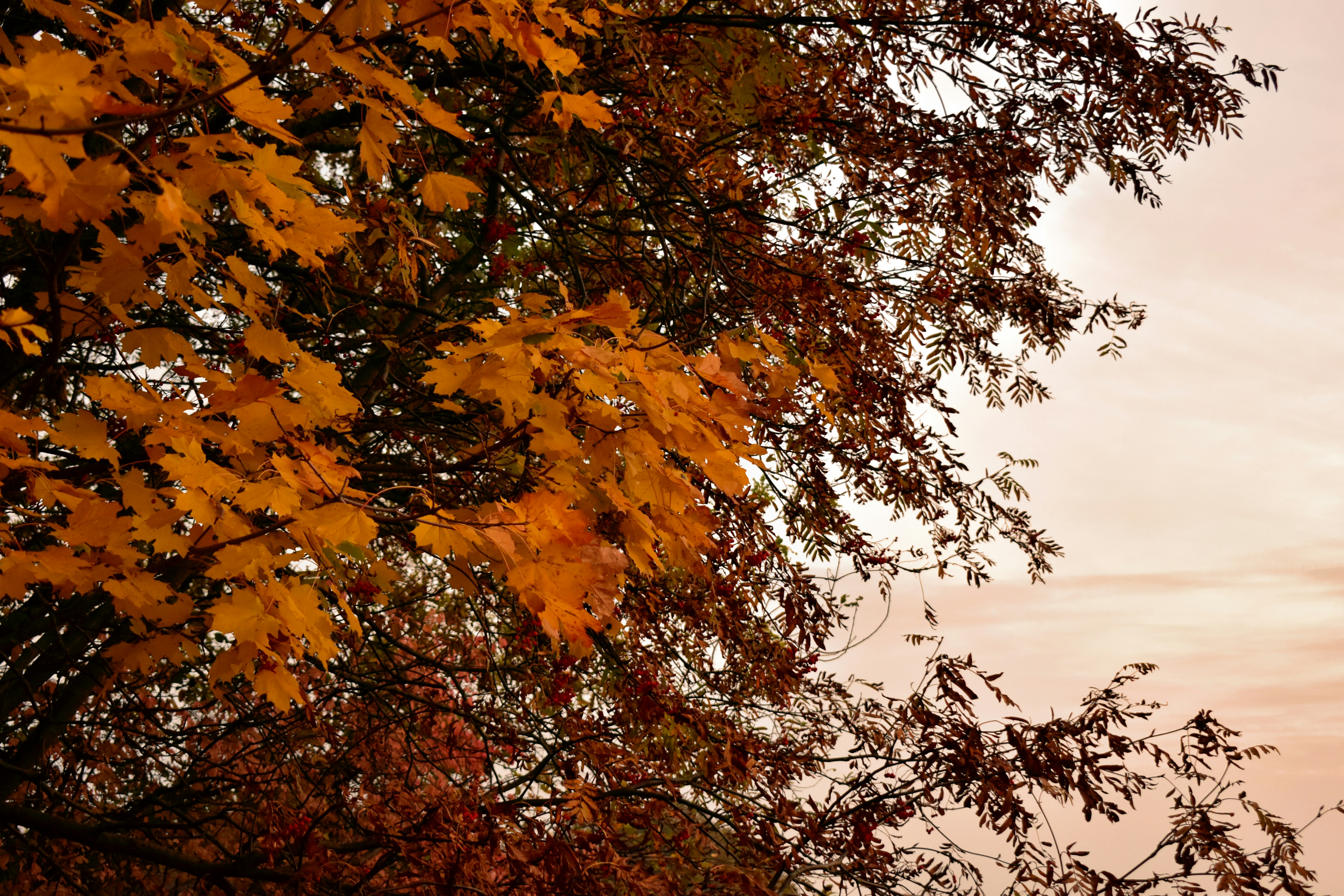 A stop sign in front of a tree with yellow leaves photo – Free Vladimir ...