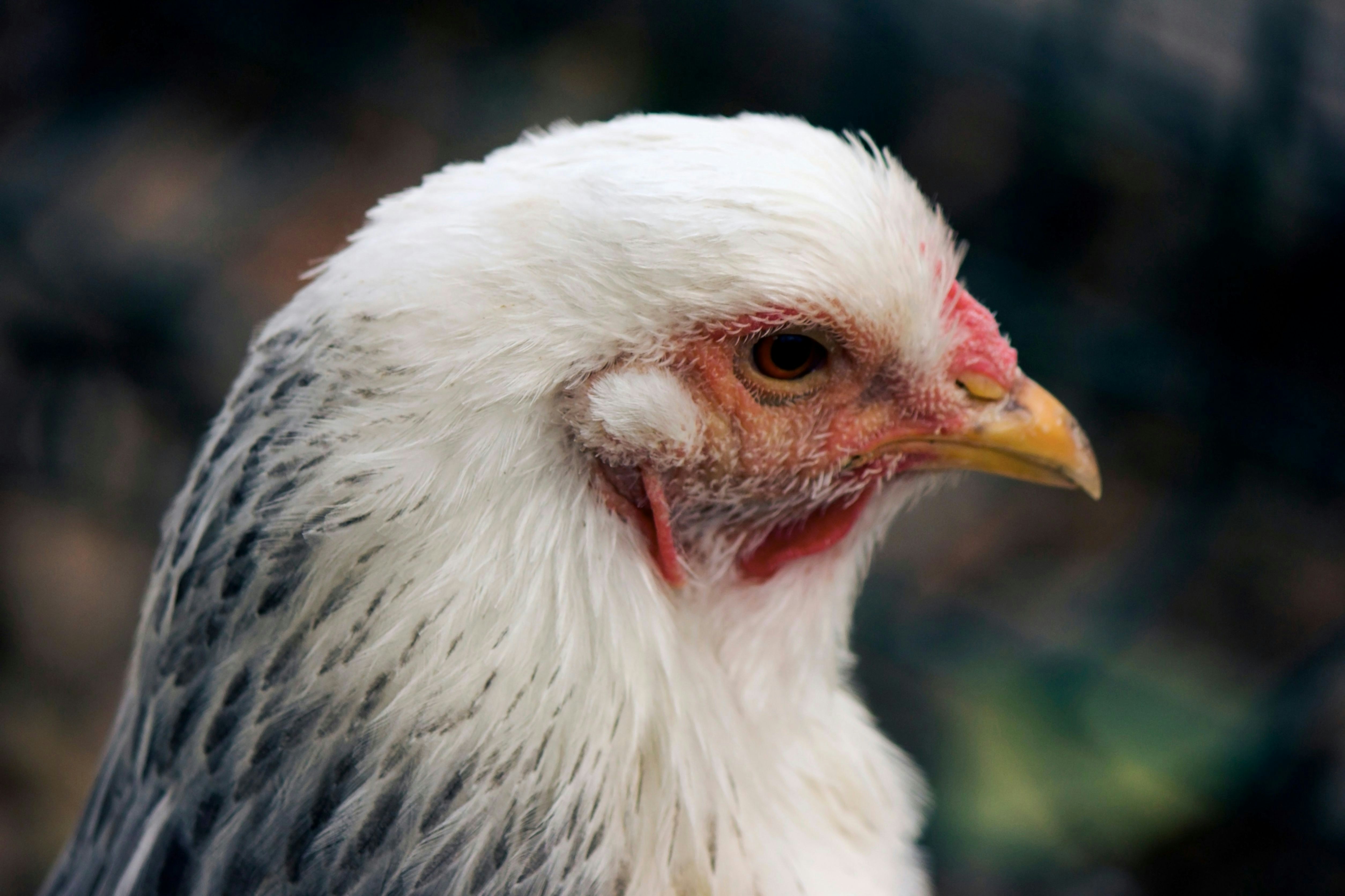 Close-Up Portrait: White Hen with Creamy Bokeh Against Verdant Blur