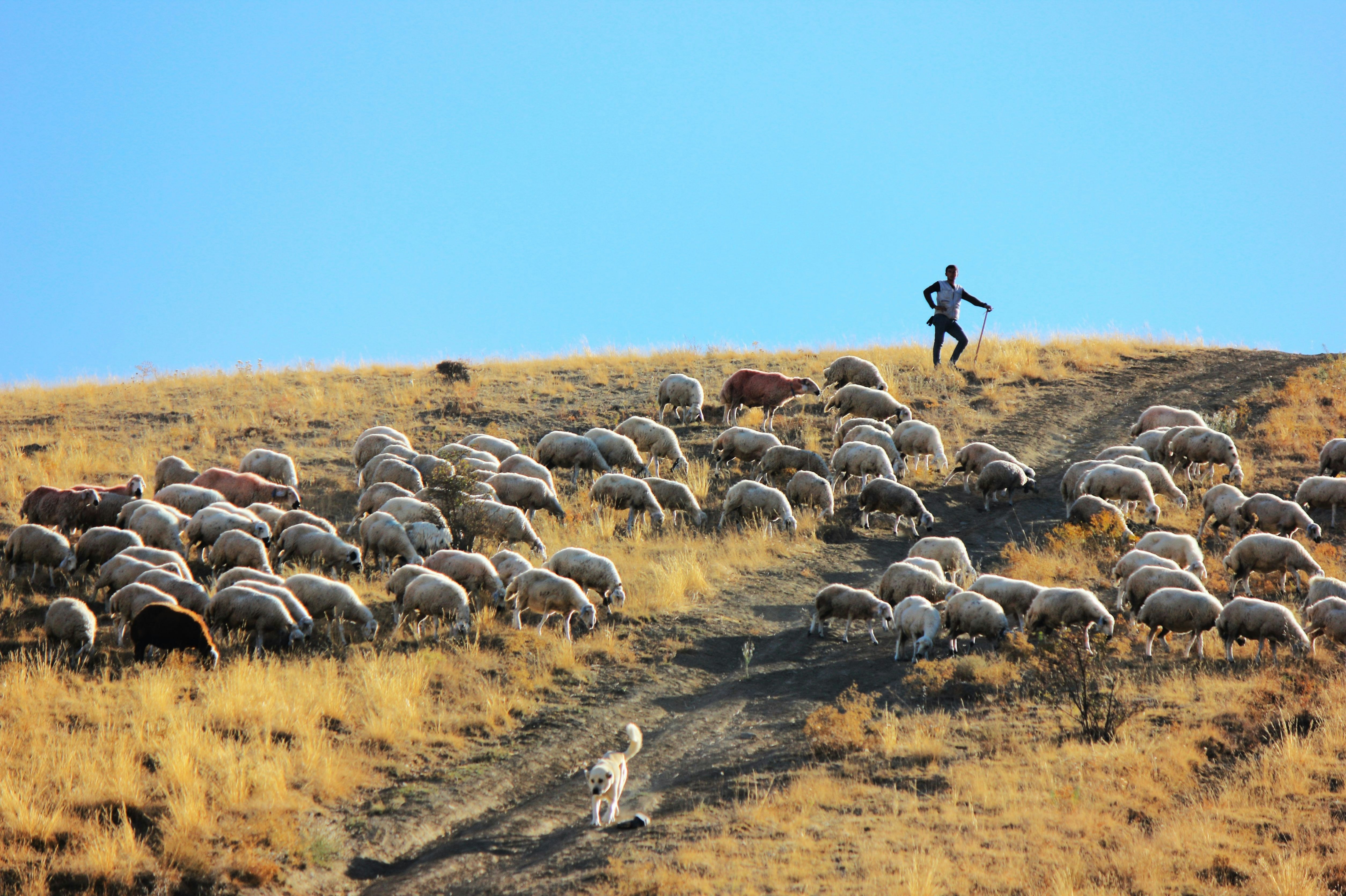 Shepherd on the Slope: A Quiet Herd in the Golden Rift