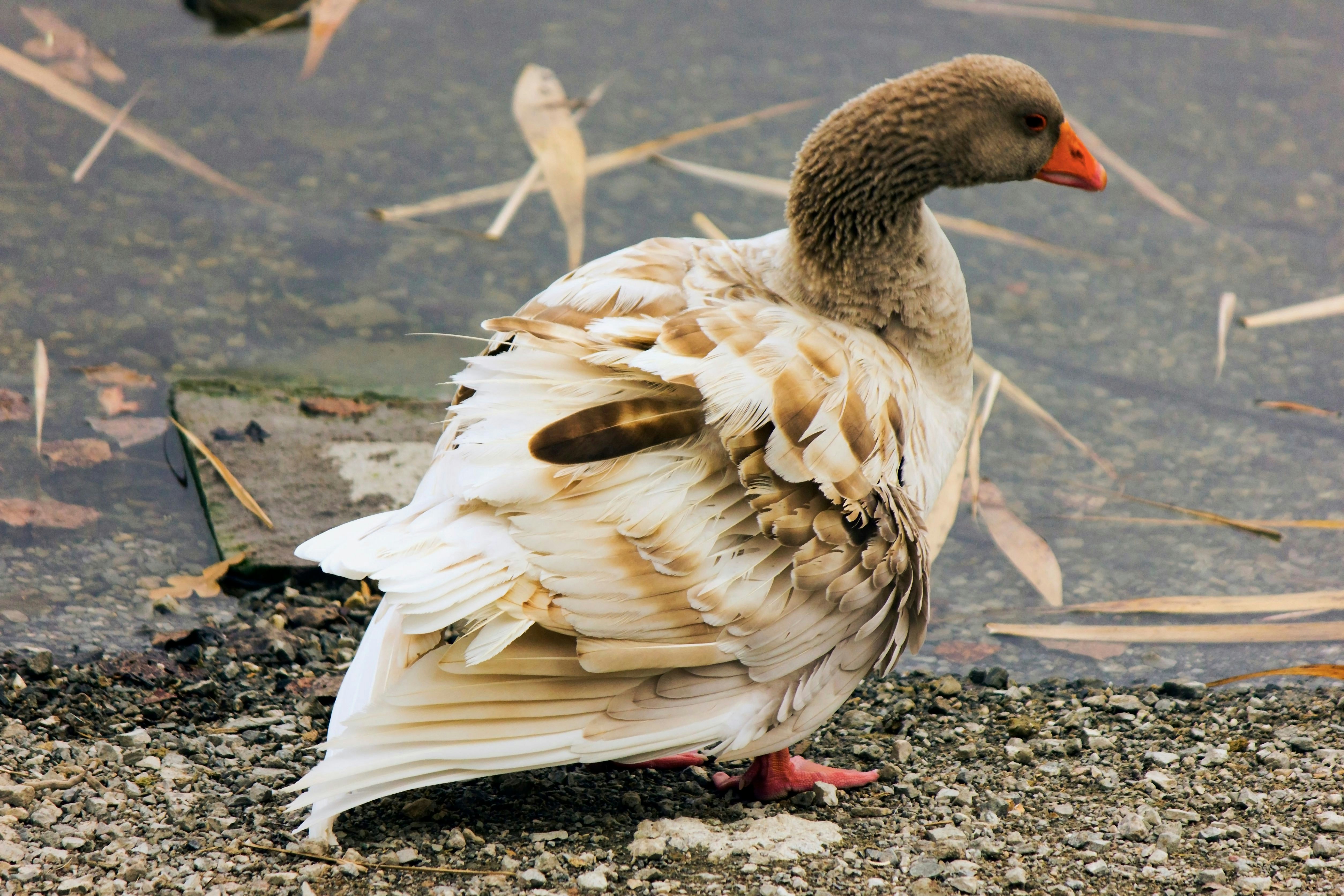 Pebbled Shore Pause: A Cream-Feathered Goose by Quiet Water