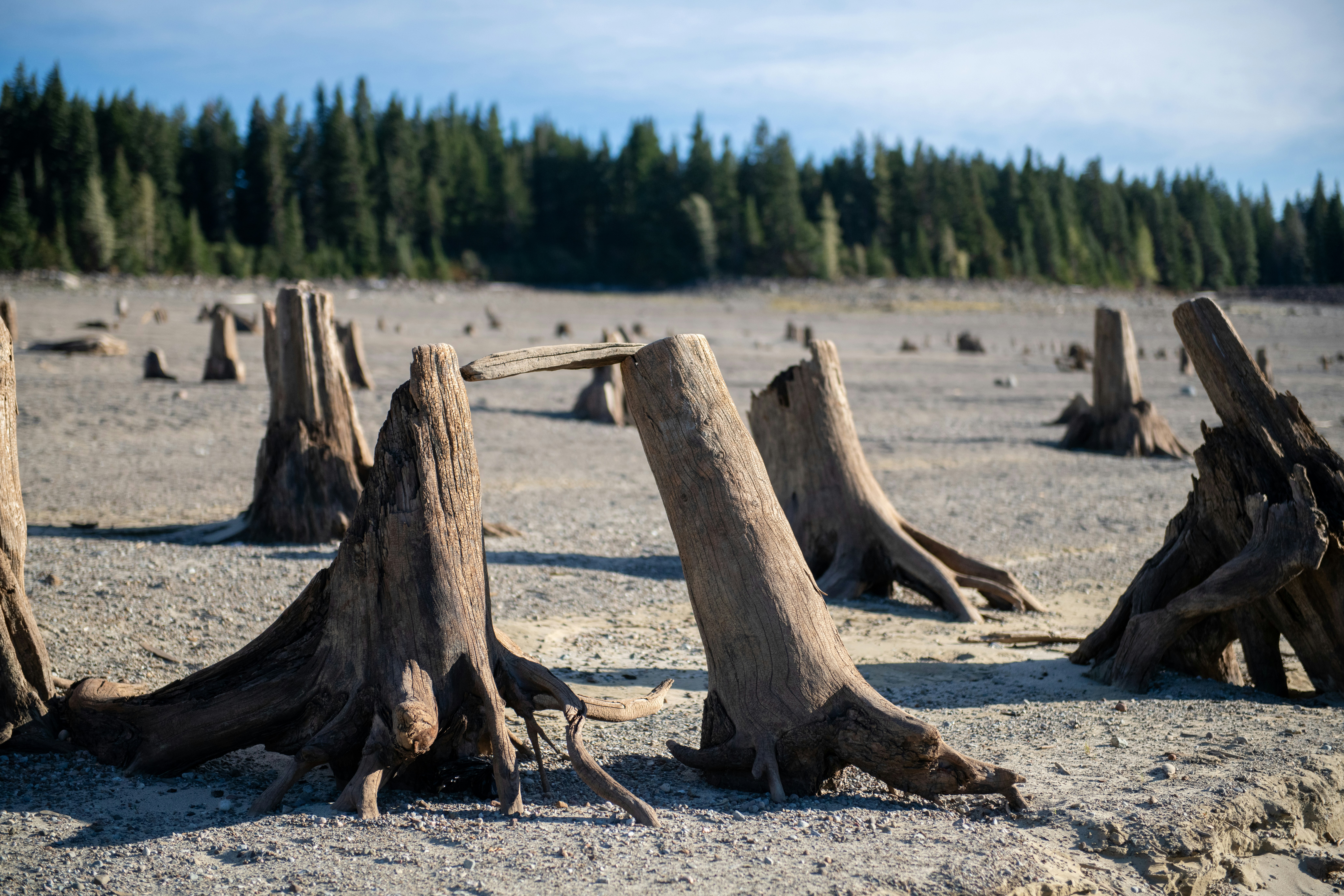Stumps of Time: A Windswept Plain with Remnant Giants