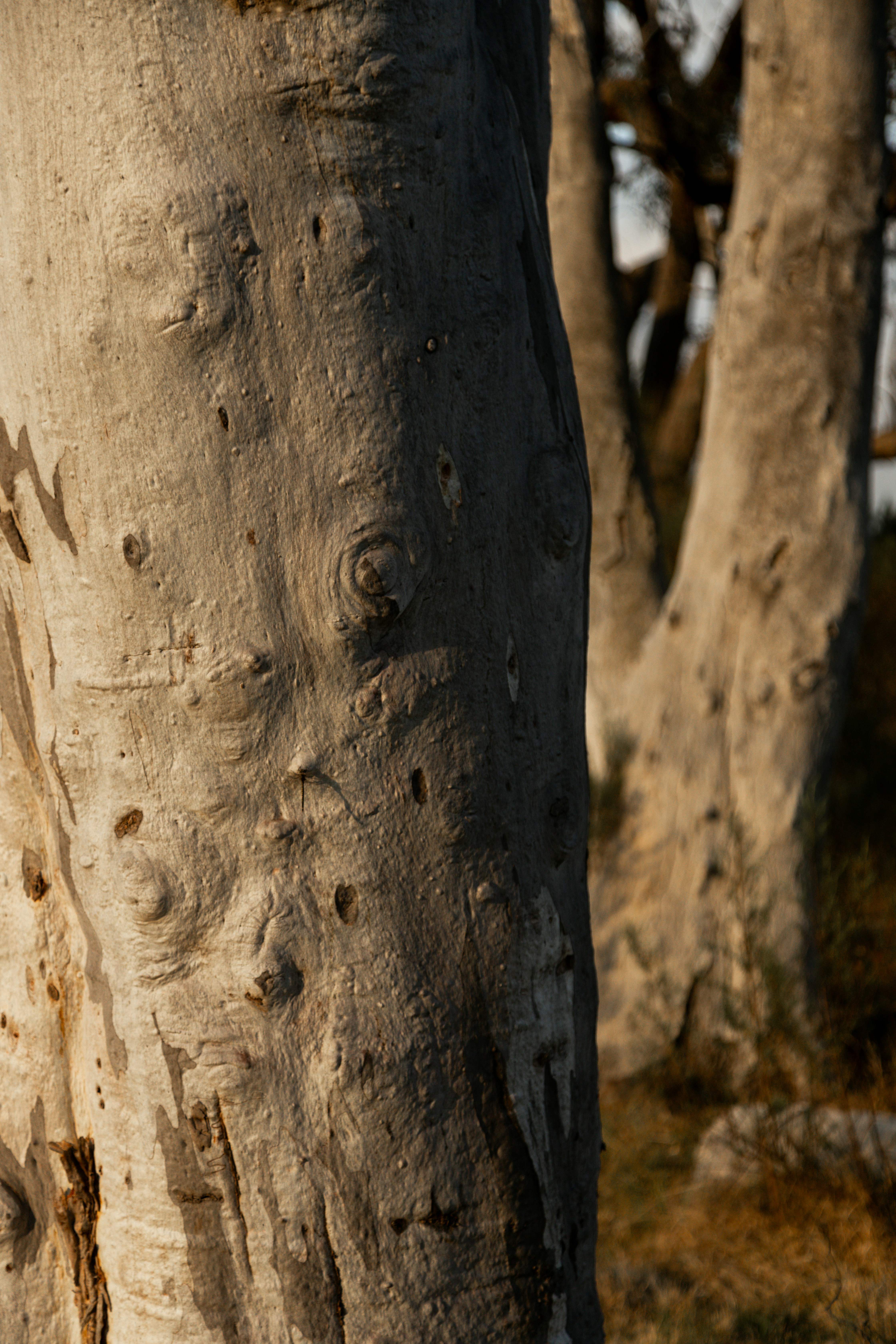 Birch Bark in Warm Light: Close-Up Texture with Distant Trunks