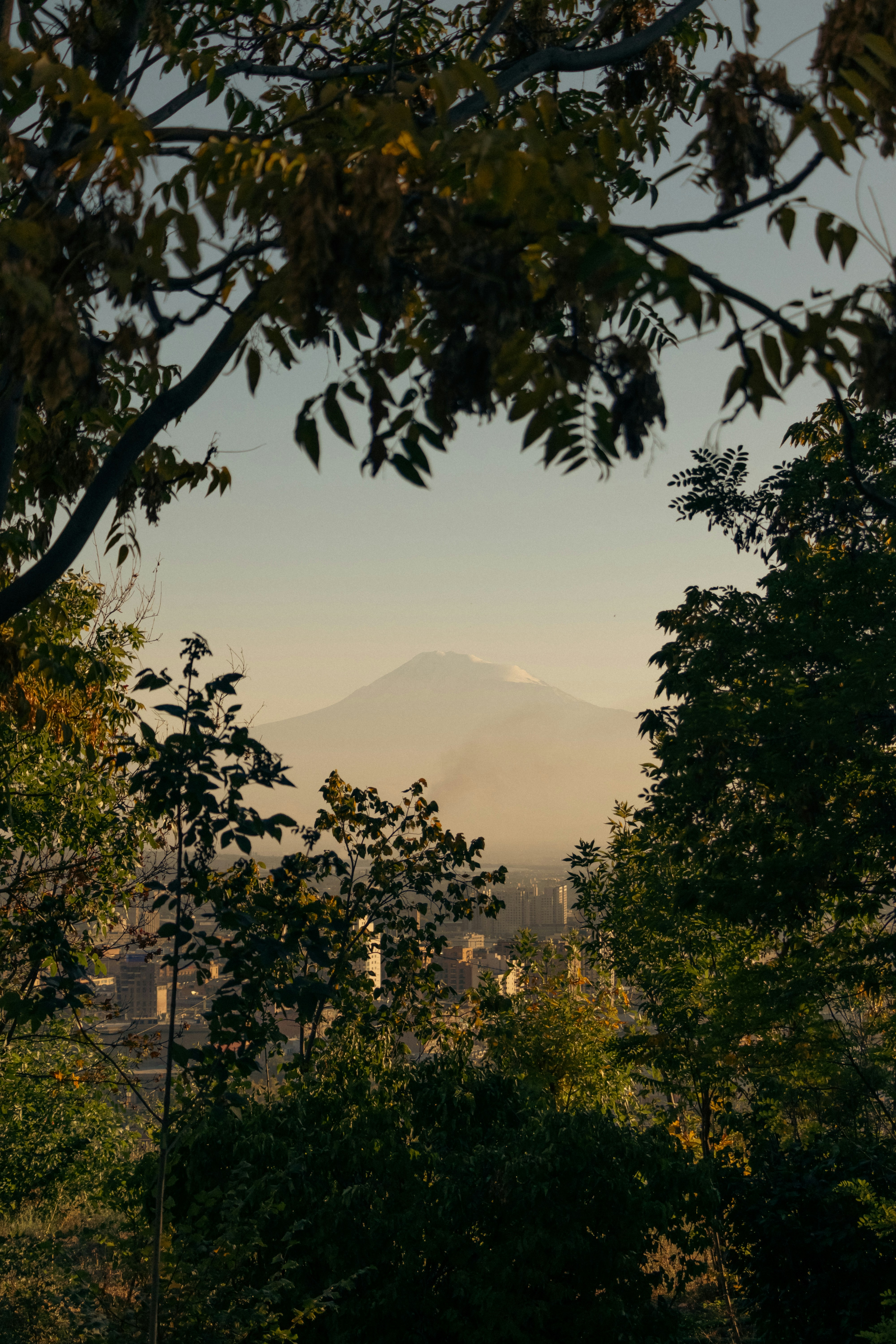 Veiled Majesty: The Mountain Through the Canopy