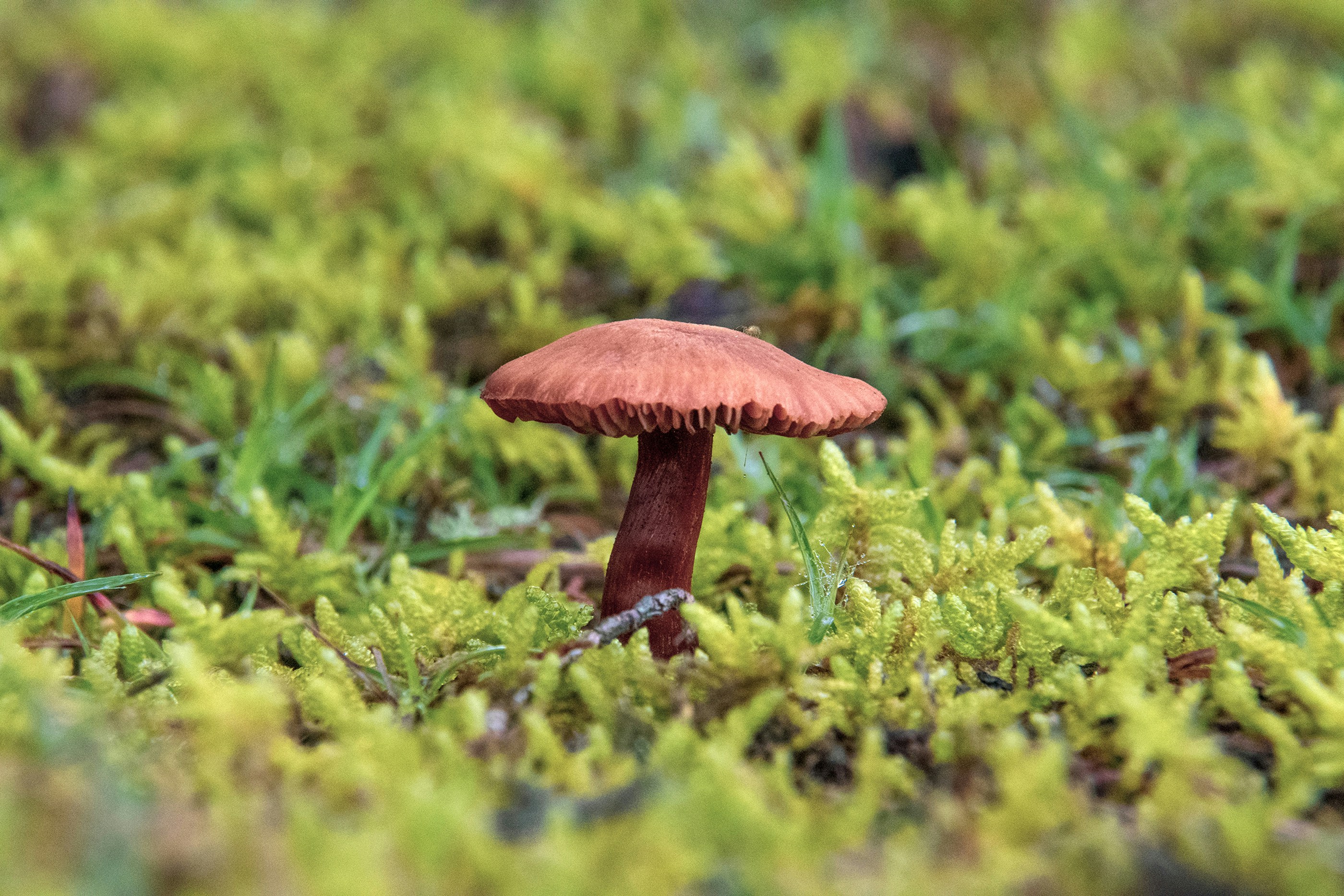 Crimson Cap Amid Emerald Moss: A Quiet Forest Microcosm